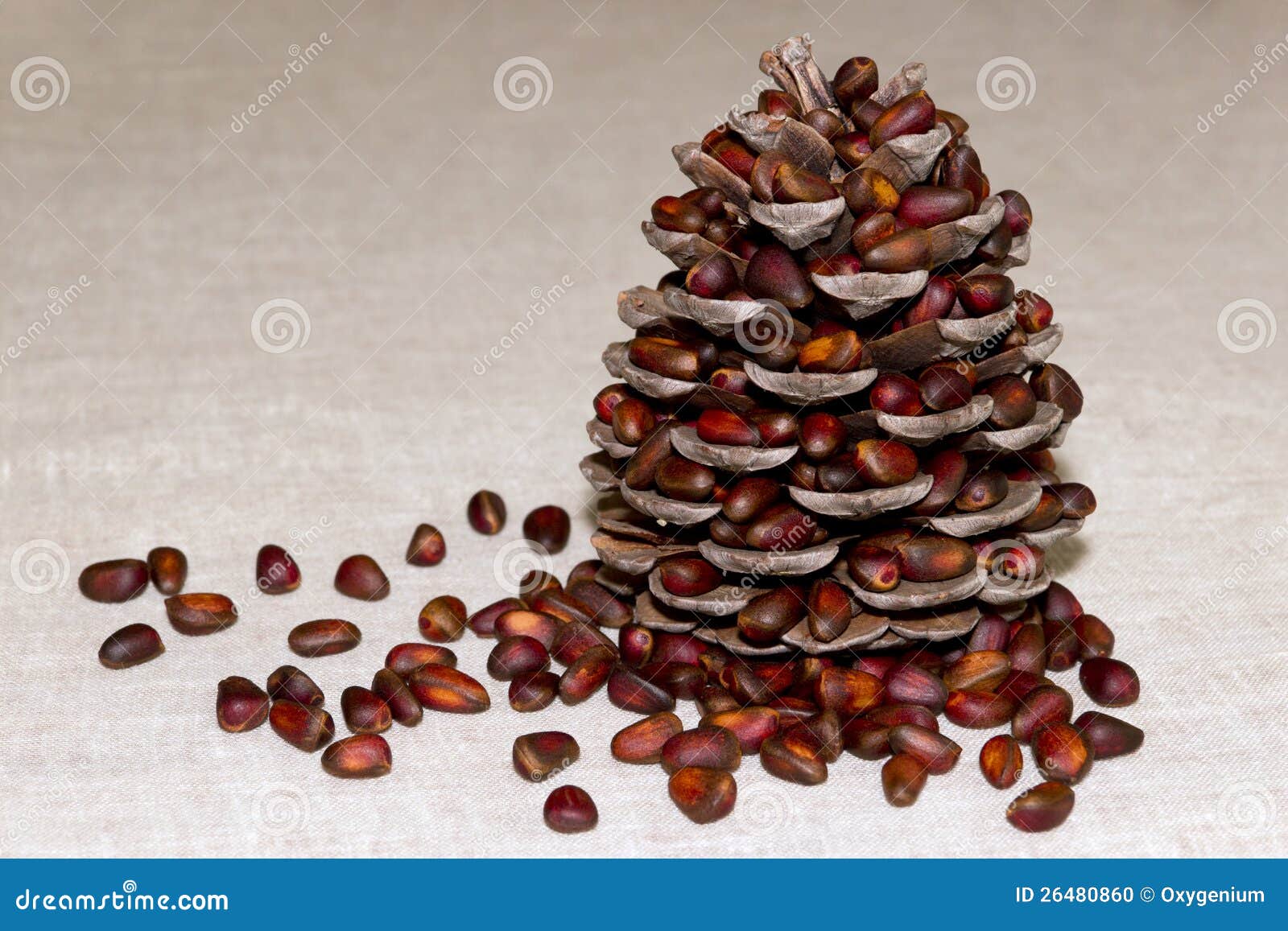 Pine cone with pine nuts stock photo. Image of dessert - 26480860
