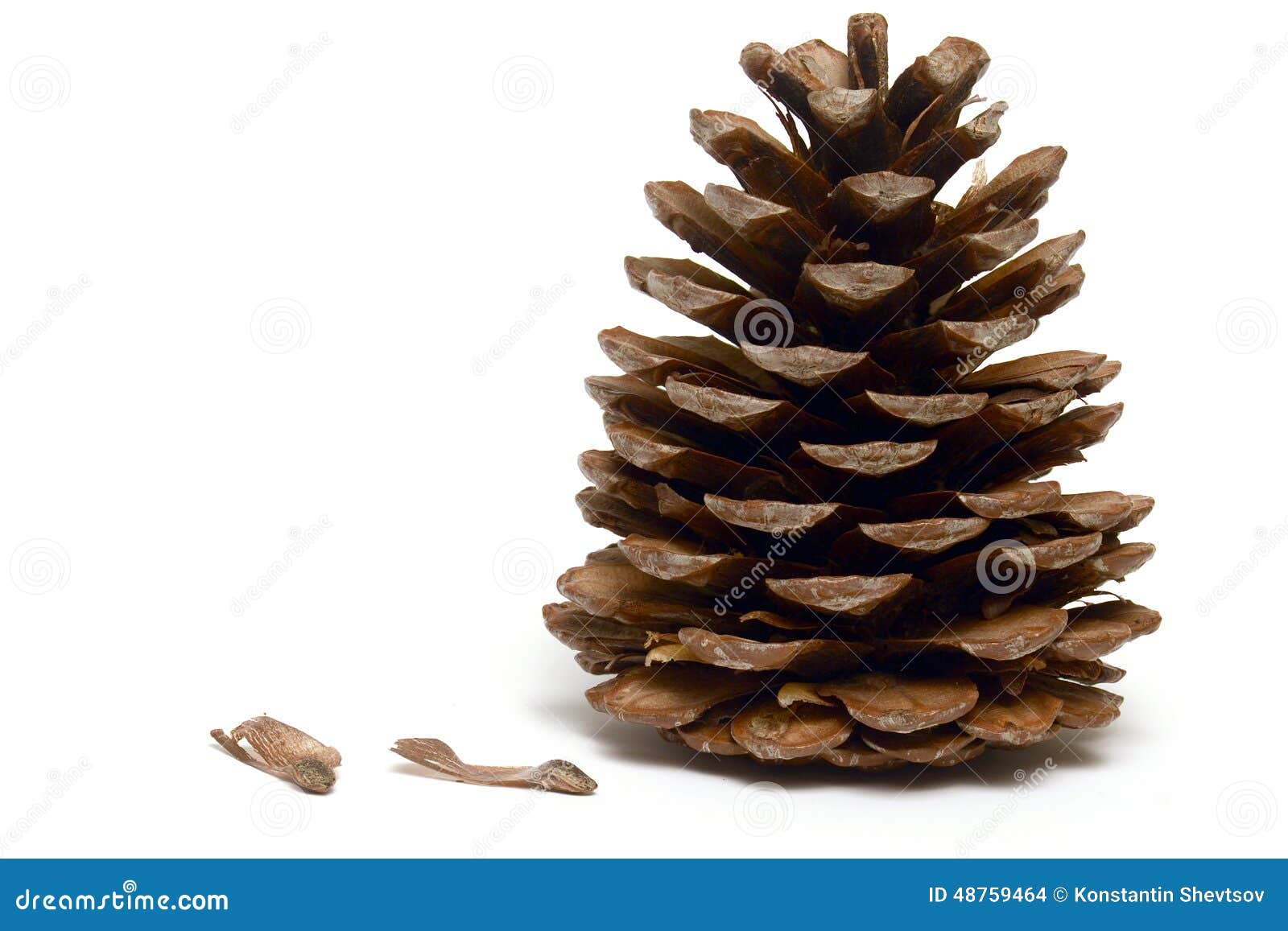 Pine cone with pine nuts stock photo. Image of background - 48759464
