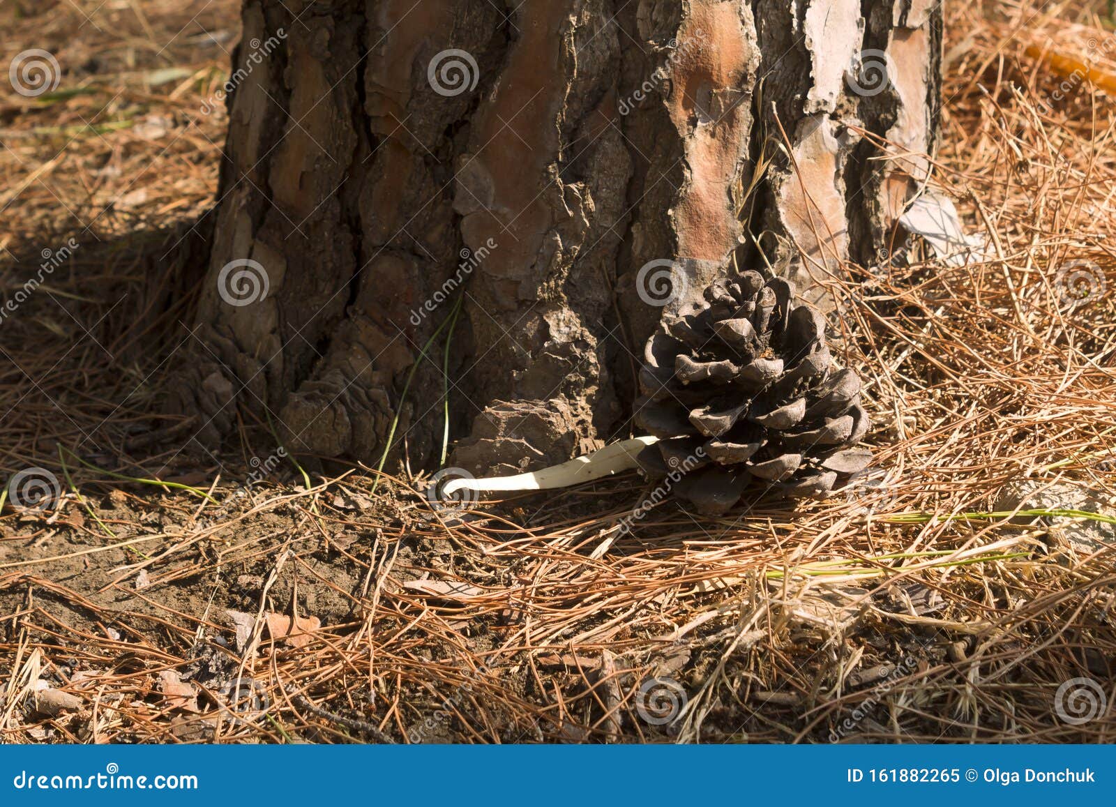 Pine Cone beside Pine Tree Trunk Stock Image - Image of natural, shadow ...