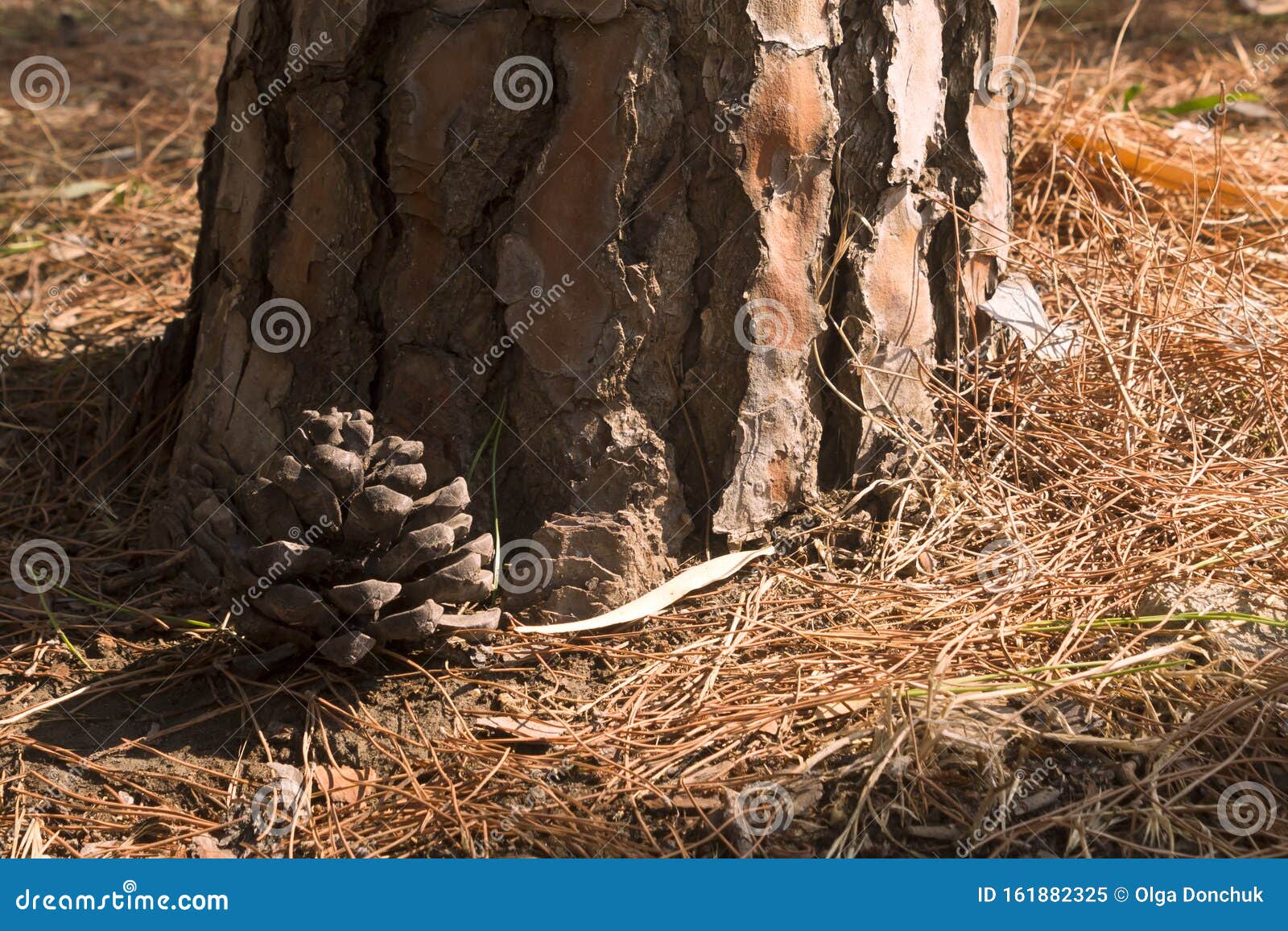 Pine Cone beside Pine Tree Trunk Stock Image - Image of tree, trunk ...