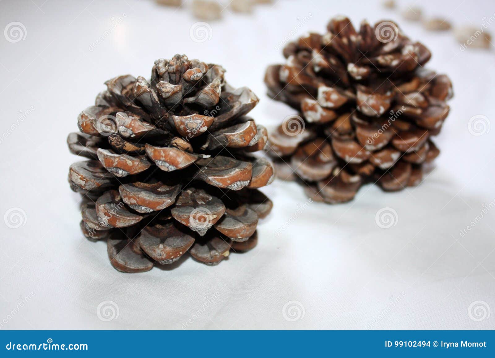 Pine cone stock photo. Image of pine, cone, cones, pinea - 99102494