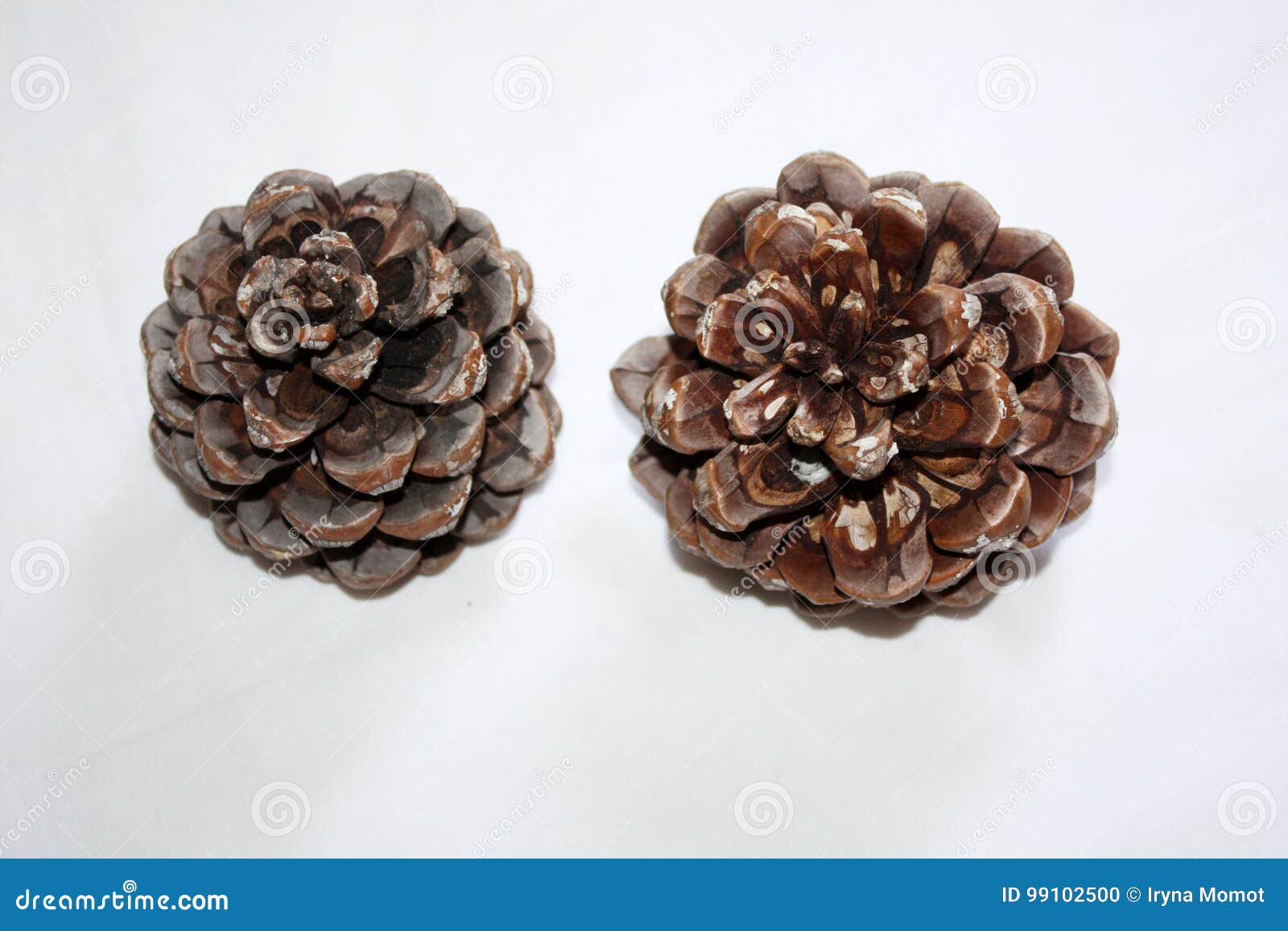 Pine cone stock photo. Image of pinus, decoration, brown - 99102500
