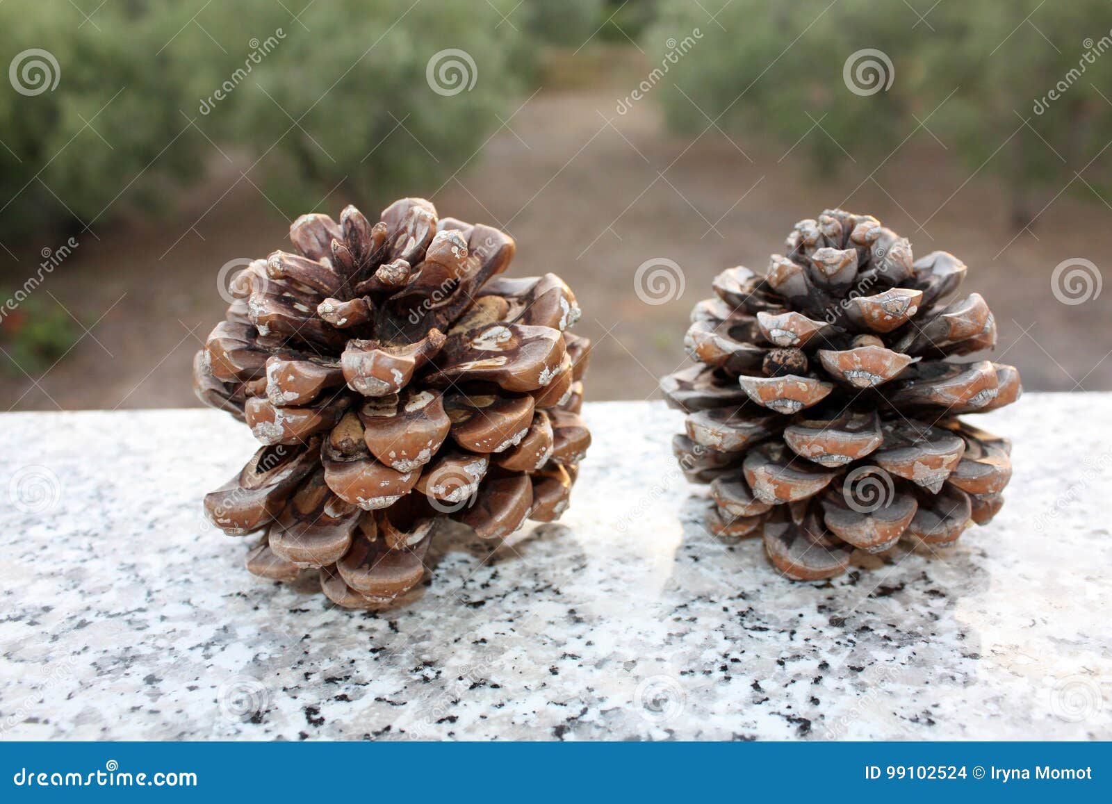 Pine cone stock photo. Image of evergreen, xmas, pinus - 99102524