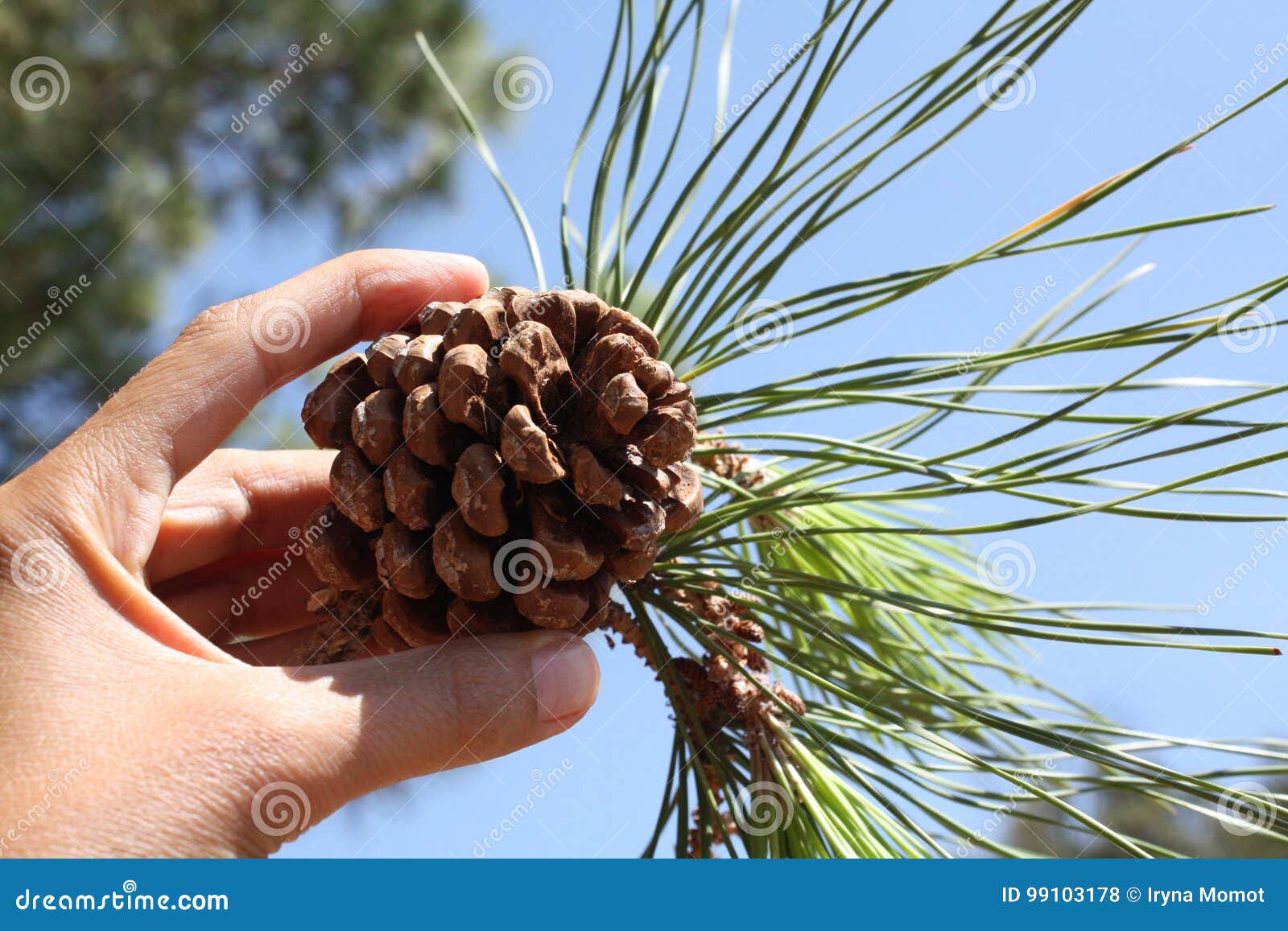 Pine cone stock photo. Image of decoration, forest, closeup - 99103178