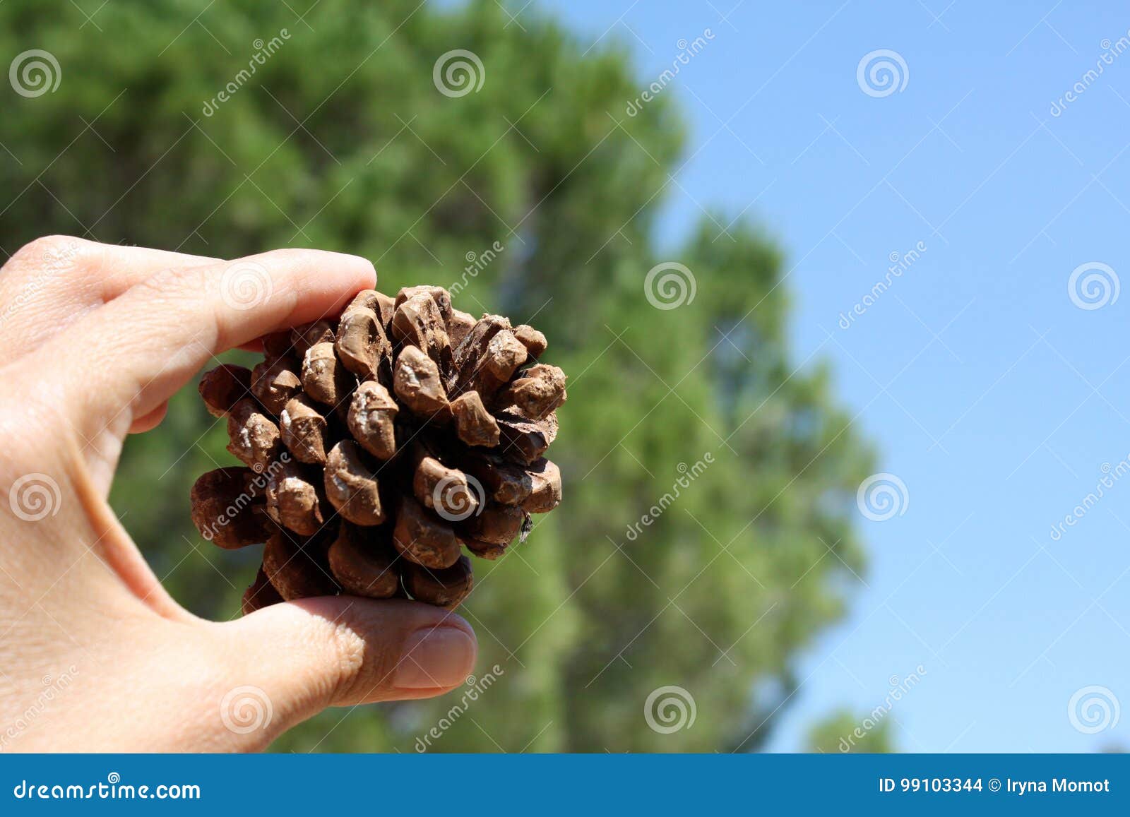 Pine cone stock photo. Image of brown, closeup, winter - 99103344