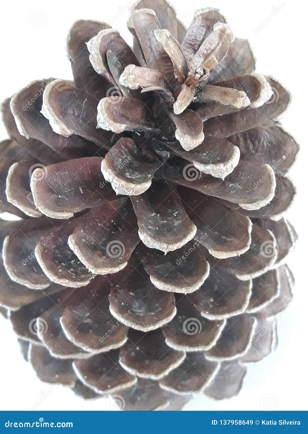 Pine cone stock image. Image of pine, pineapple, cone - 137958649
