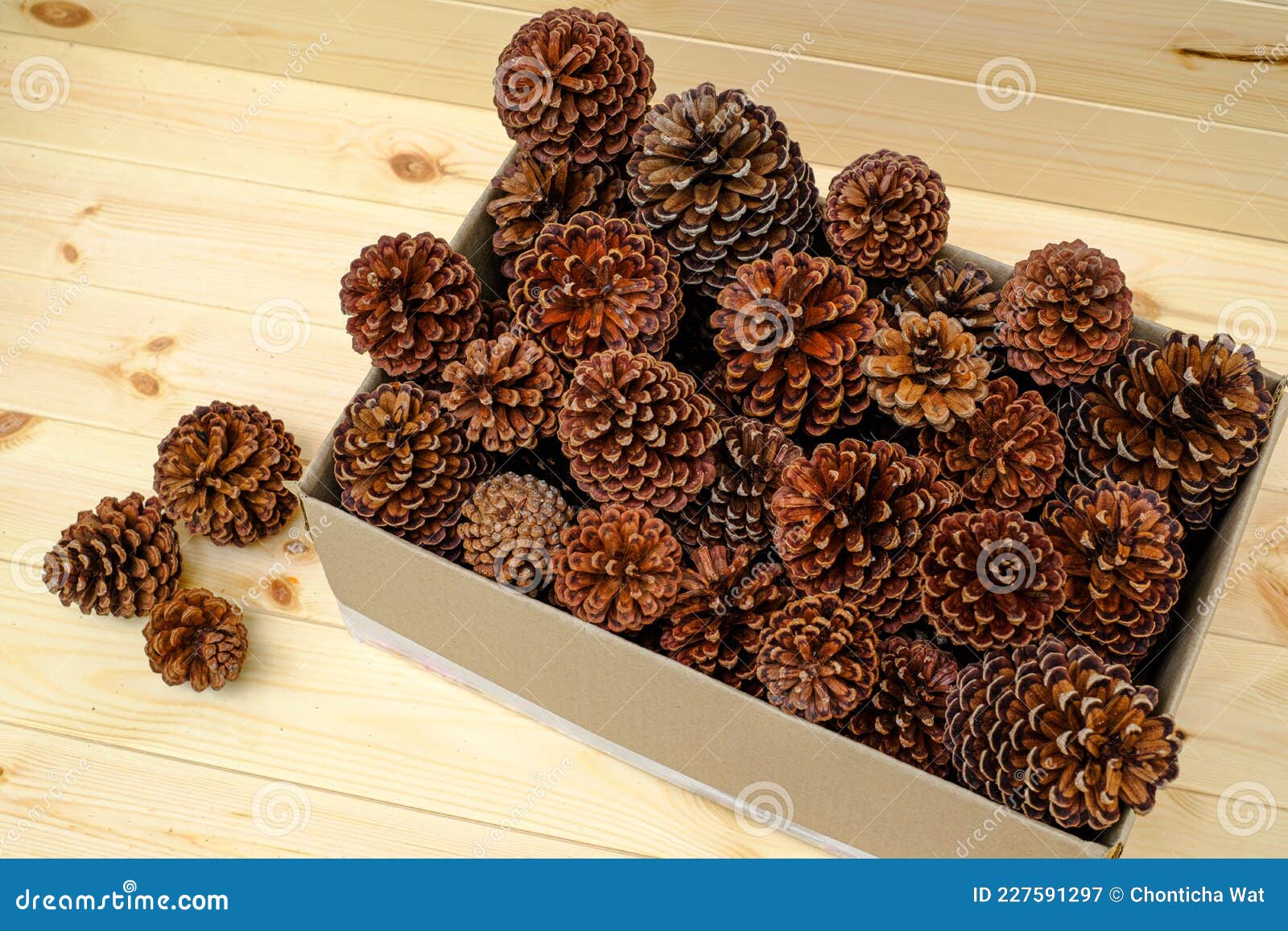 Pine Cone Placed in a Cardboard Box Stock Image - Image of pine ...