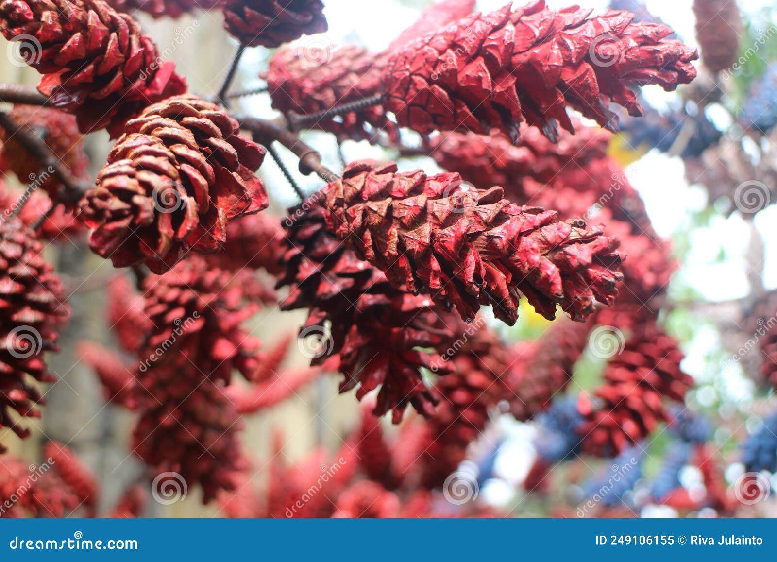 Pine cone in red colour stock image. Image of flower - 249106155
