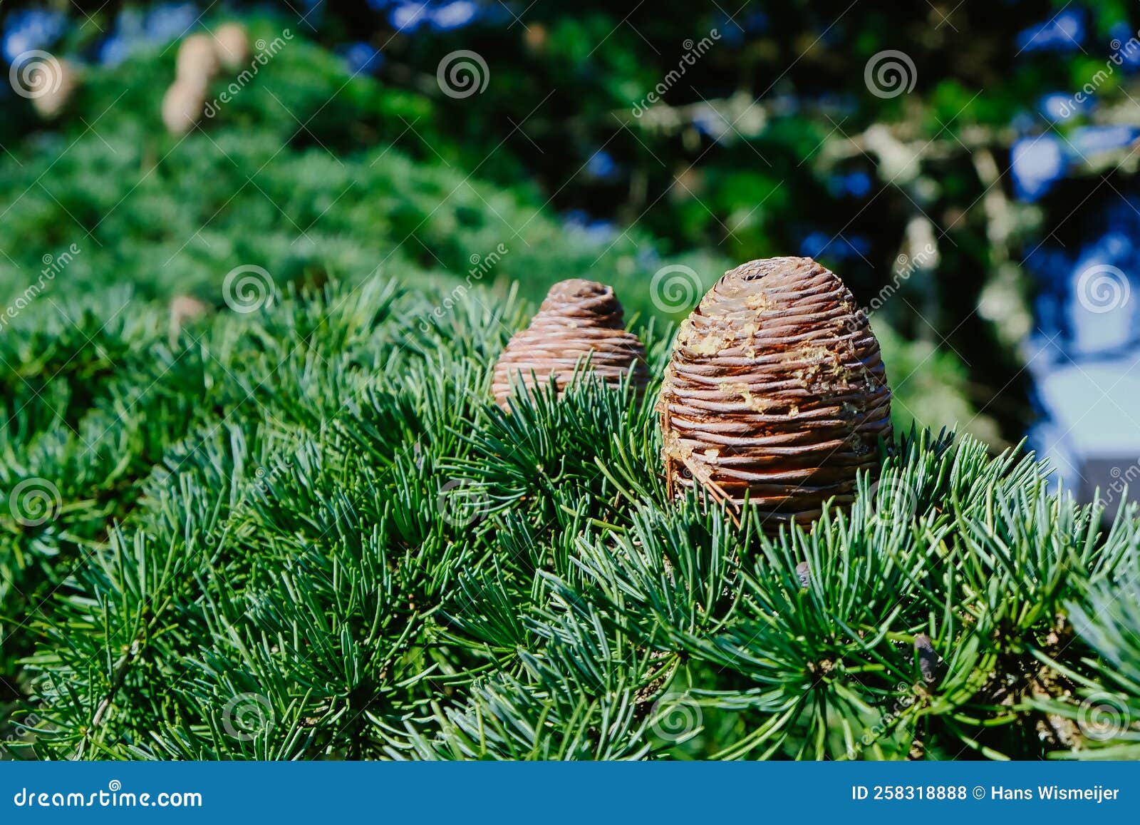 Pine Cone Resembling a Beehive Stock Photo - Image of xmas, isolated ...