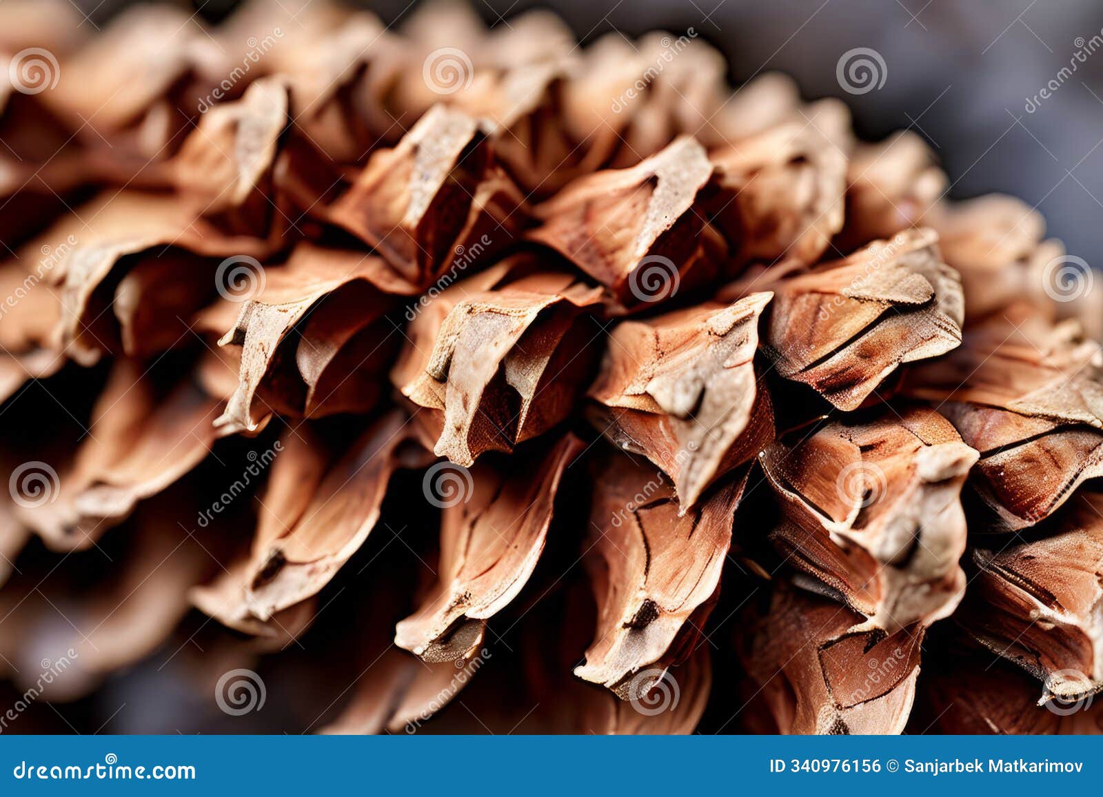 Pine Cone Scale the Detailed Structure and Texture of a Pine Con Stock ...