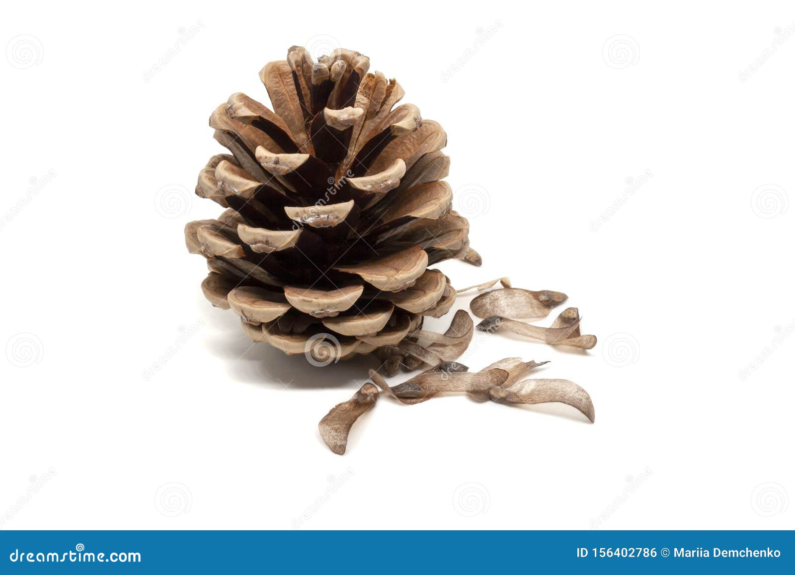 Pine Cone with Seeds Around it Isolated on White Background. Front ...