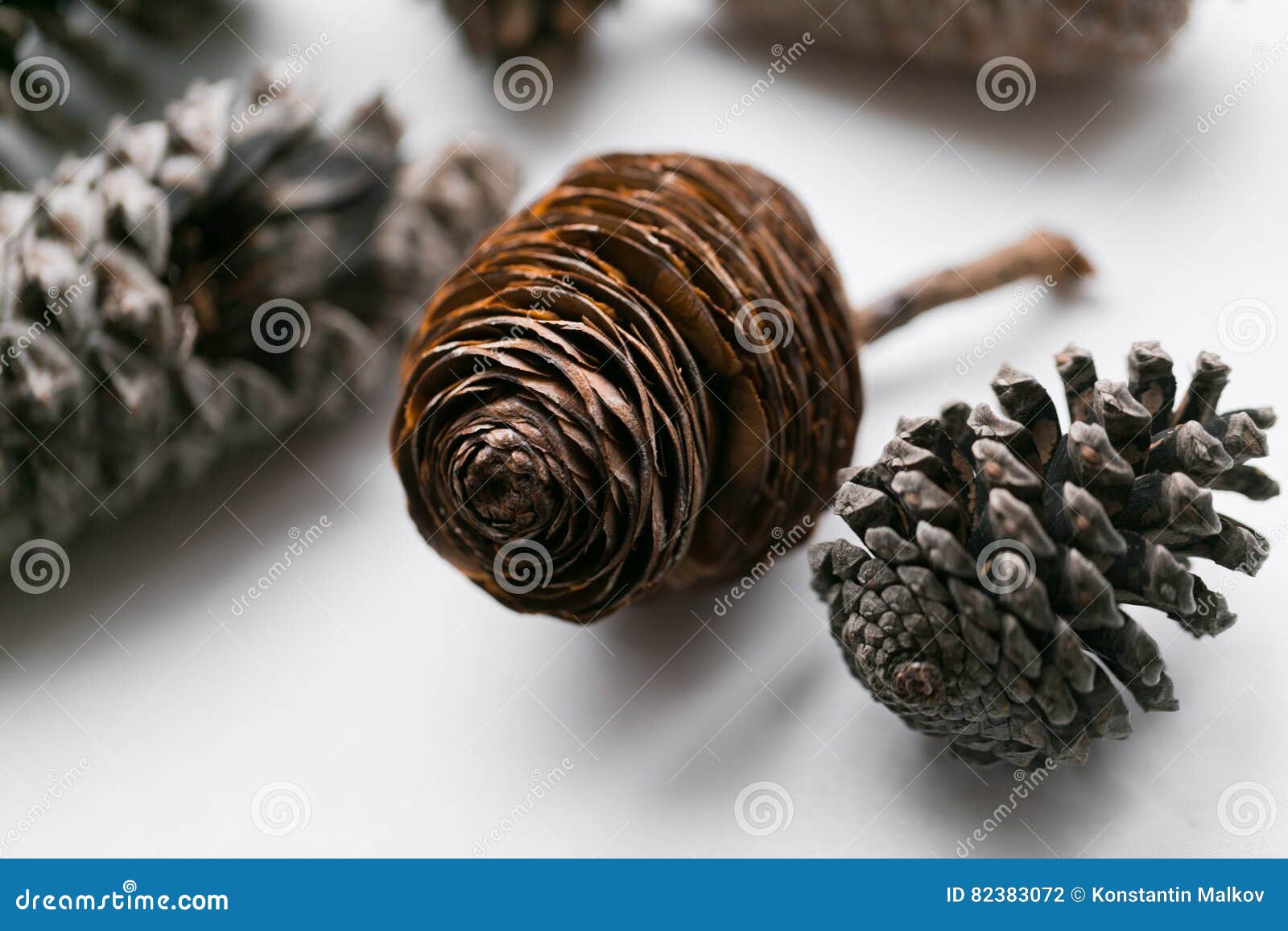 Pine Cone Set Different Views on White Stock Photo - Image of knick ...