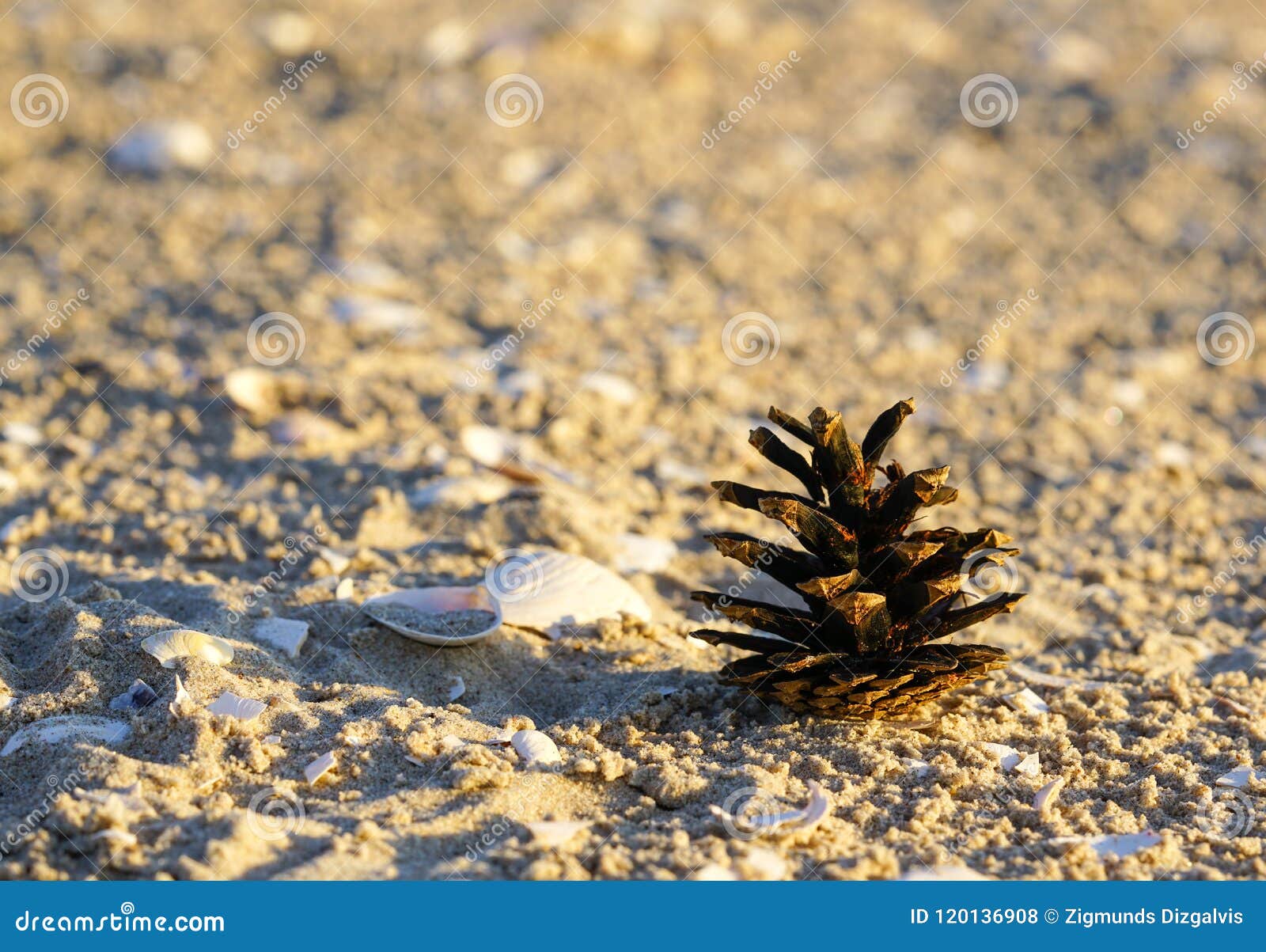 Pine Cone with Shells in the Sandy Beach Stock Photo - Image of holiday ...