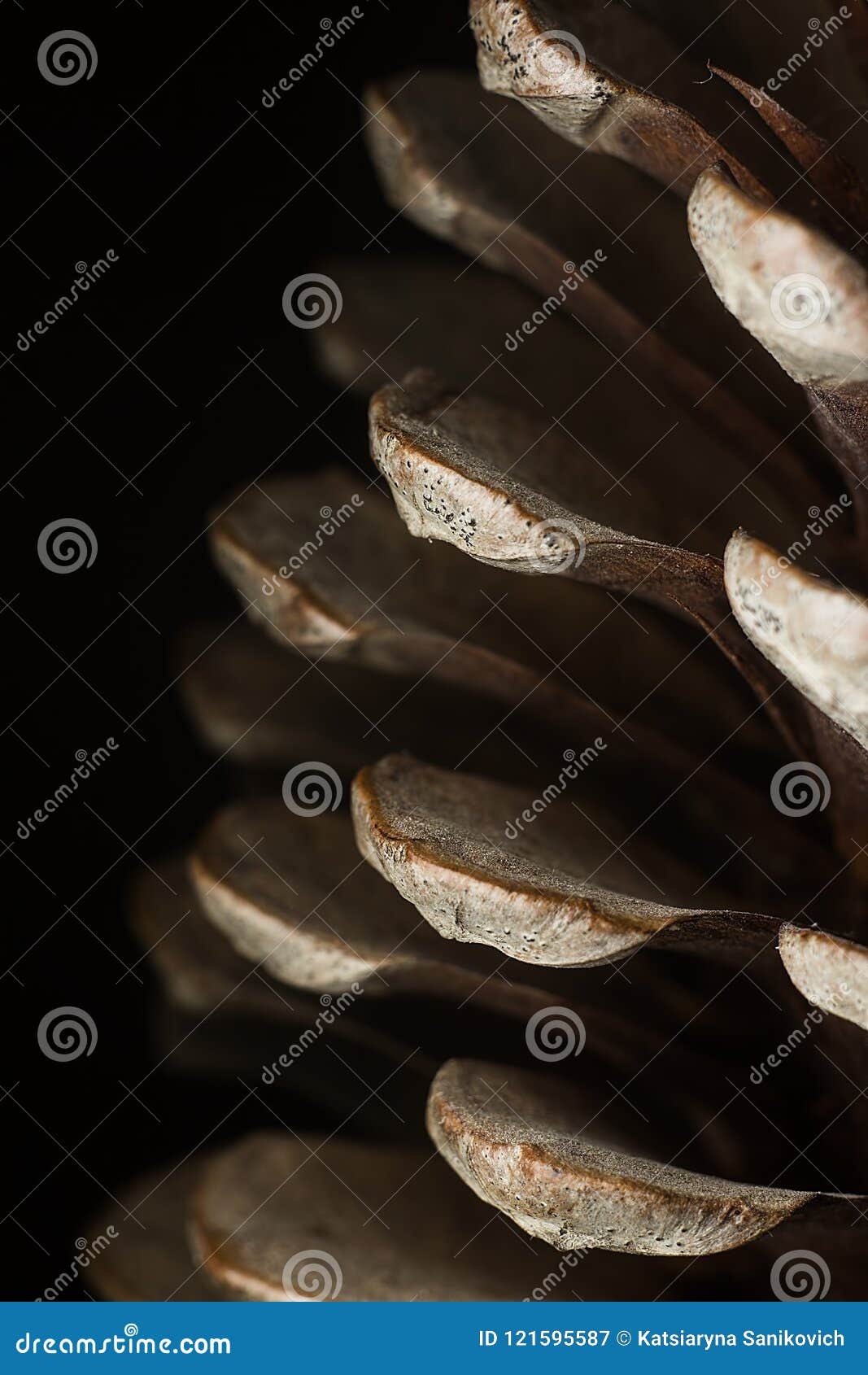 Pine Cone in Side View in Macro Stock Image - Image of side, macro ...