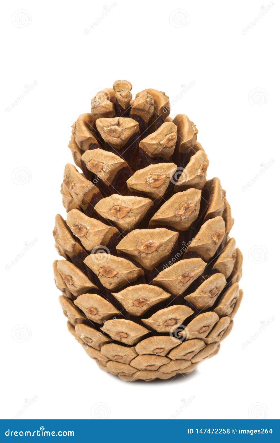 Pine cone stock photo. Image of pattern, decorative - 147472258