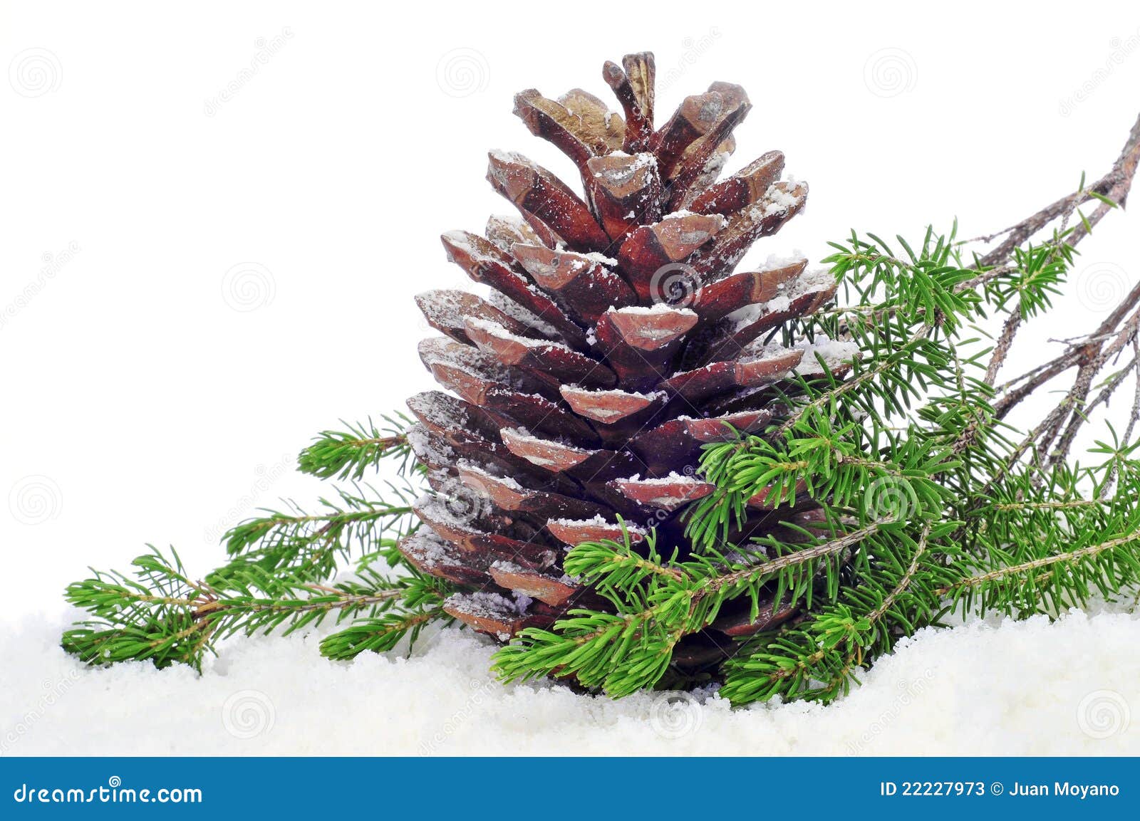 Pine cone on the snow stock image. Image of cone, flora - 22227973
