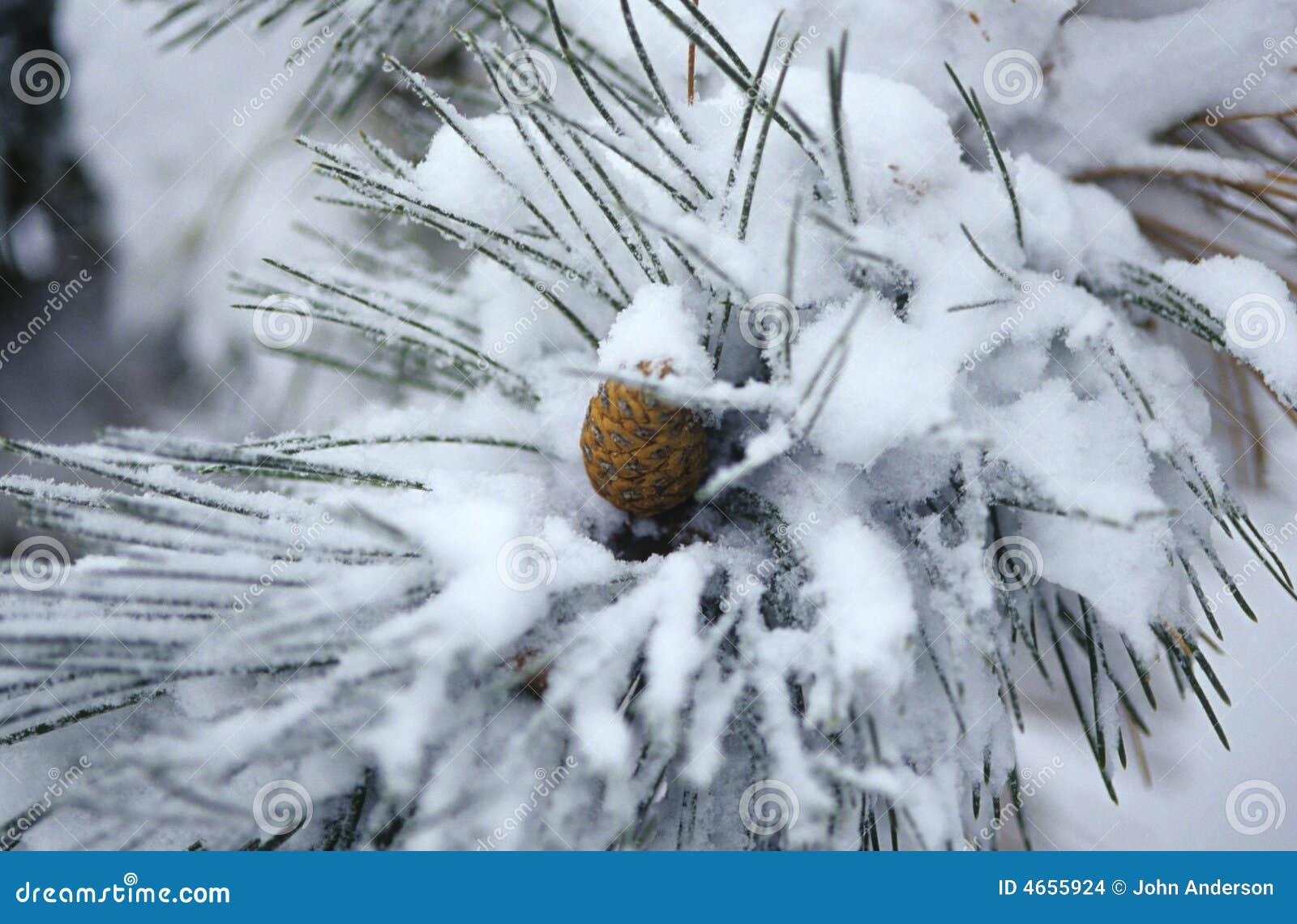 Pine Cone with snow stock photo. Image of tree, pine, christmas - 4655924