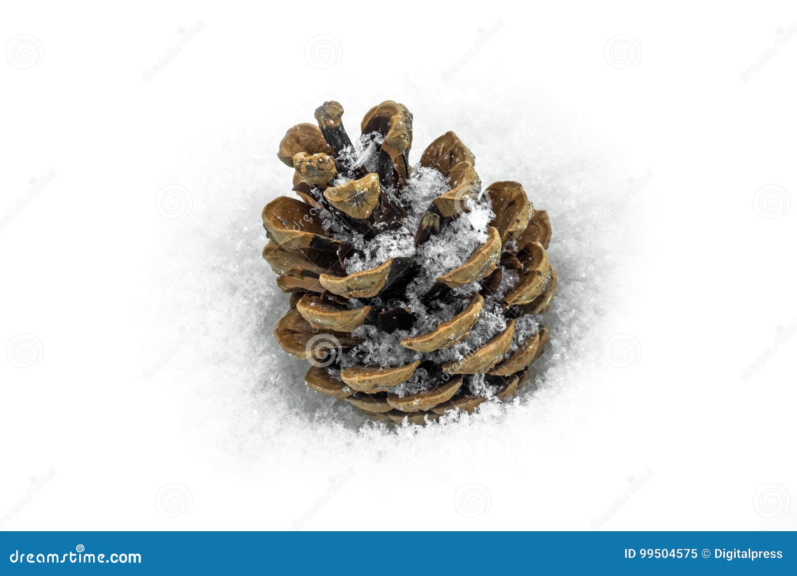 Pine Cone in the Snow stock image. Image of snow, cone - 99504575