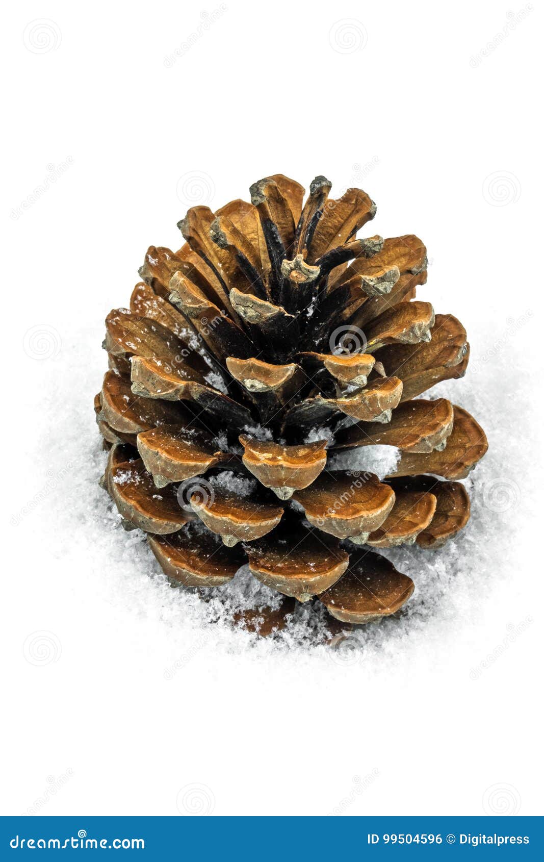 Pine Cone in the Snow stock photo. Image of winter, december - 99504596