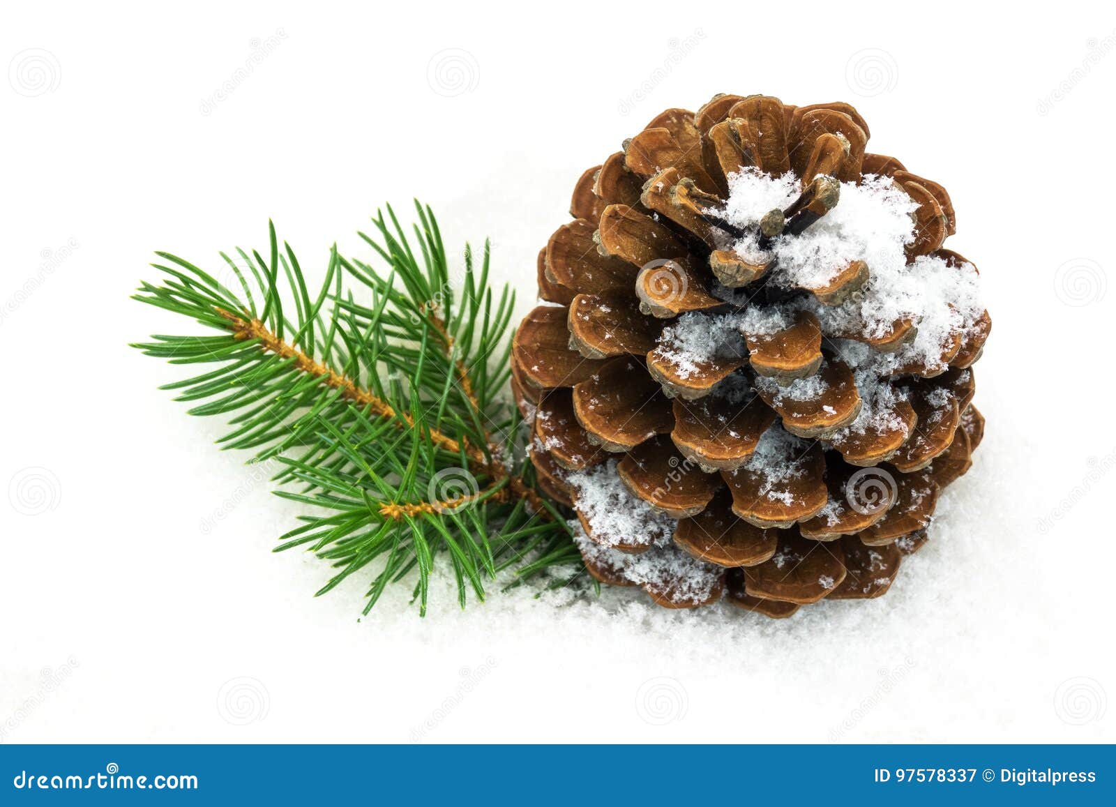 Pine cone in the snow stock image. Image of horizontal - 97578337