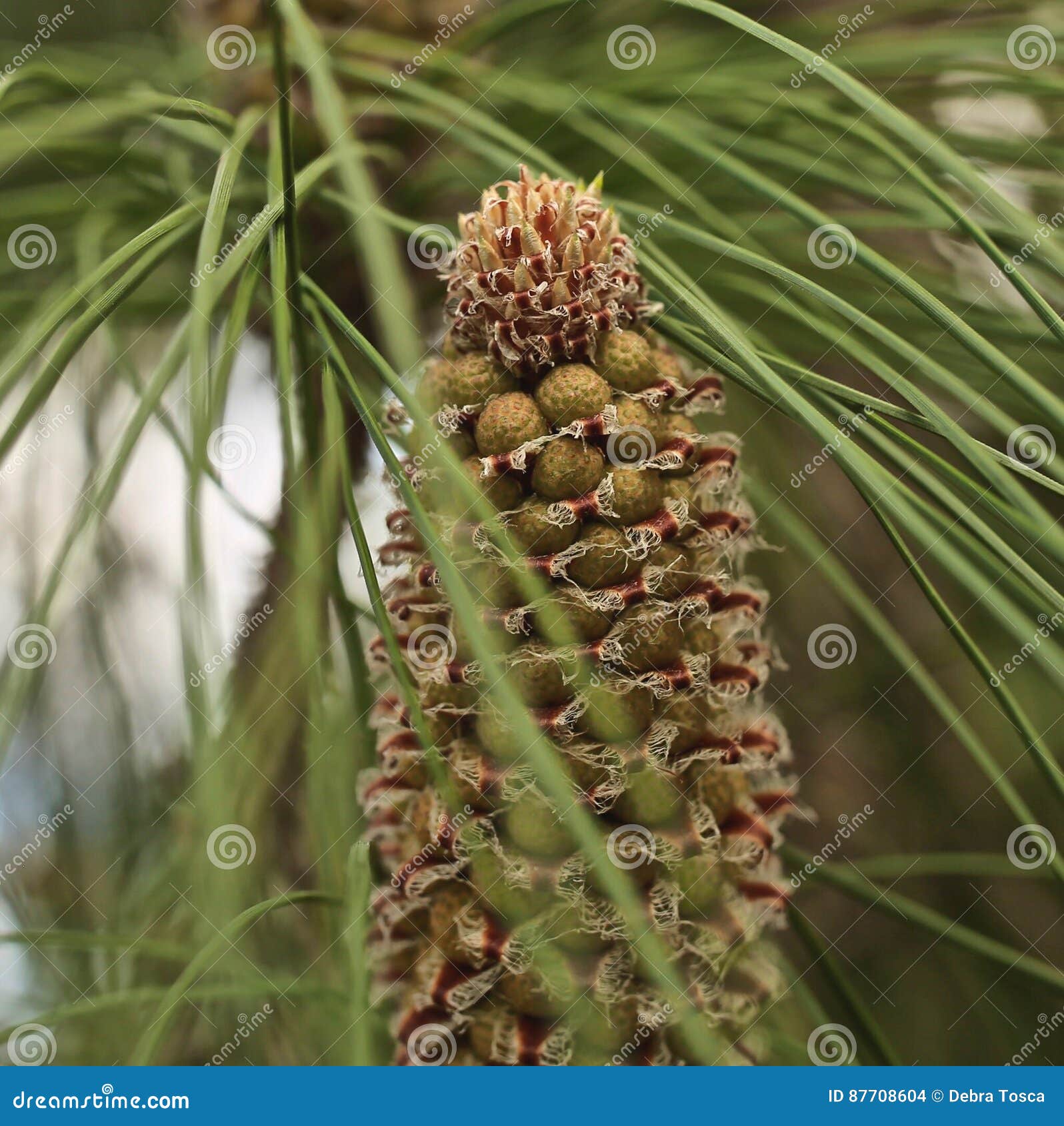 Pine cone stock photo. Image of spring, tree, pine, growth - 87708604
