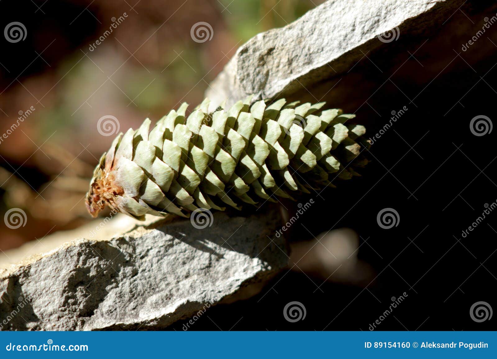 Pine Cone between Stone Slabs Close Up Stock Photo - Image of selective ...