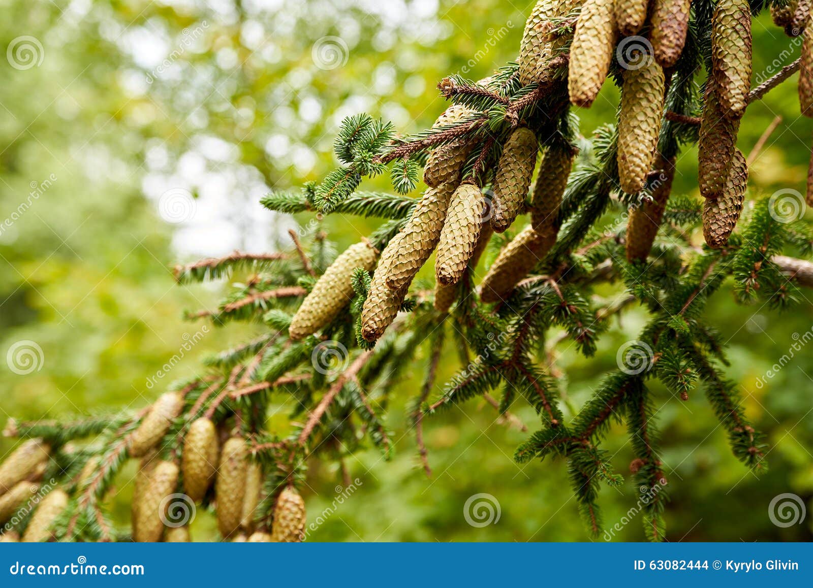 Pine Cone Strobile on the Branch Stock Photo - Image of coniferous ...