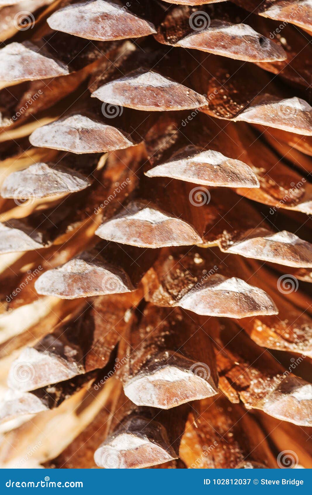Pine cone structure stock image. Image of macro, lush - 102812037