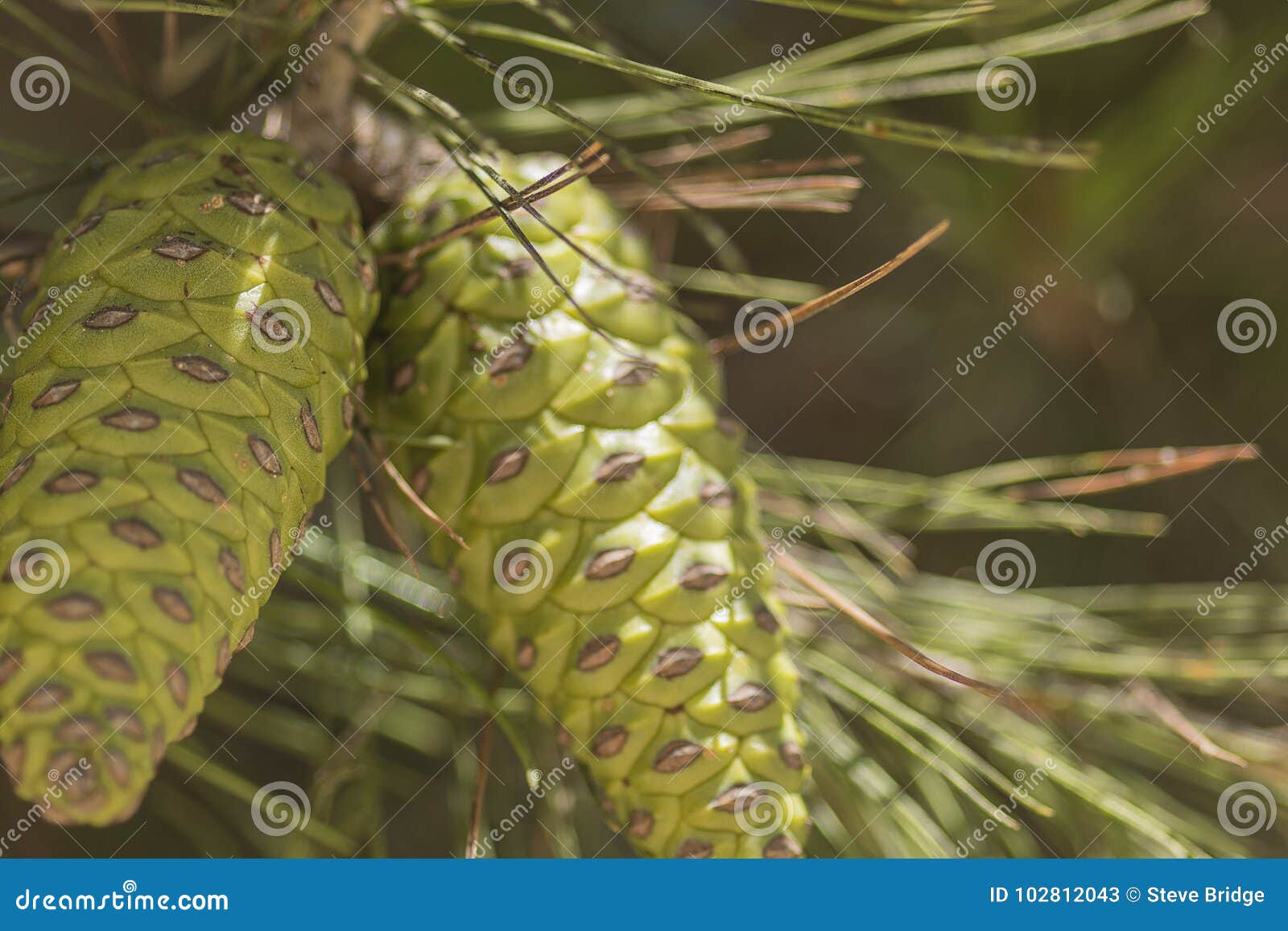 Pine cone structure stock image. Image of lush, conifer - 102812043