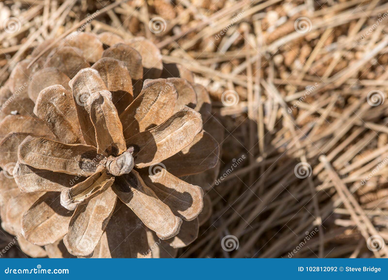 Pine cone structure stock photo. Image of showing, backdrop - 102812092