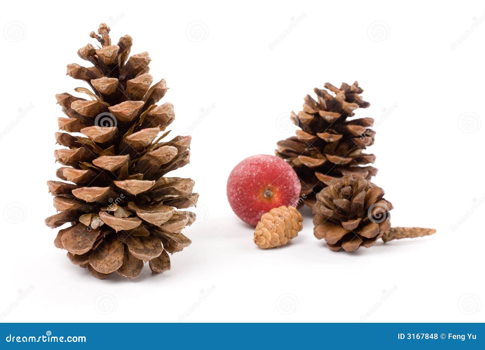White Pine Fruit