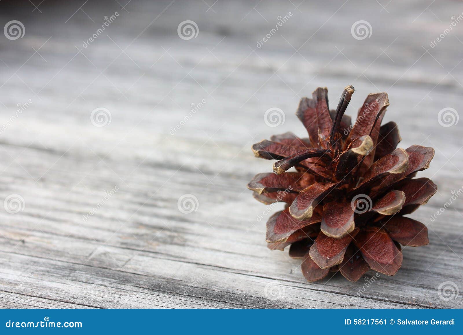 Pine cone on a table stock image. Image of travel, table - 58217561