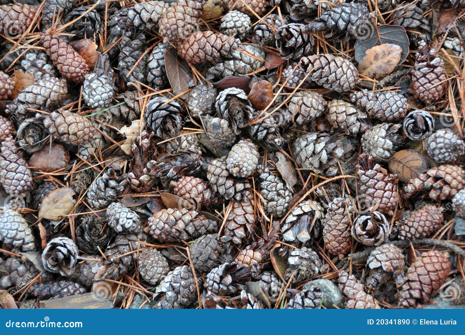 Pine cone texture stock photo. Image of seeds, pine, seasonal - 20341890