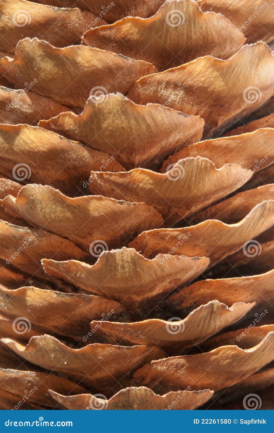 Pine cone, the texture stock photo. Image of cedar, scale - 22261580