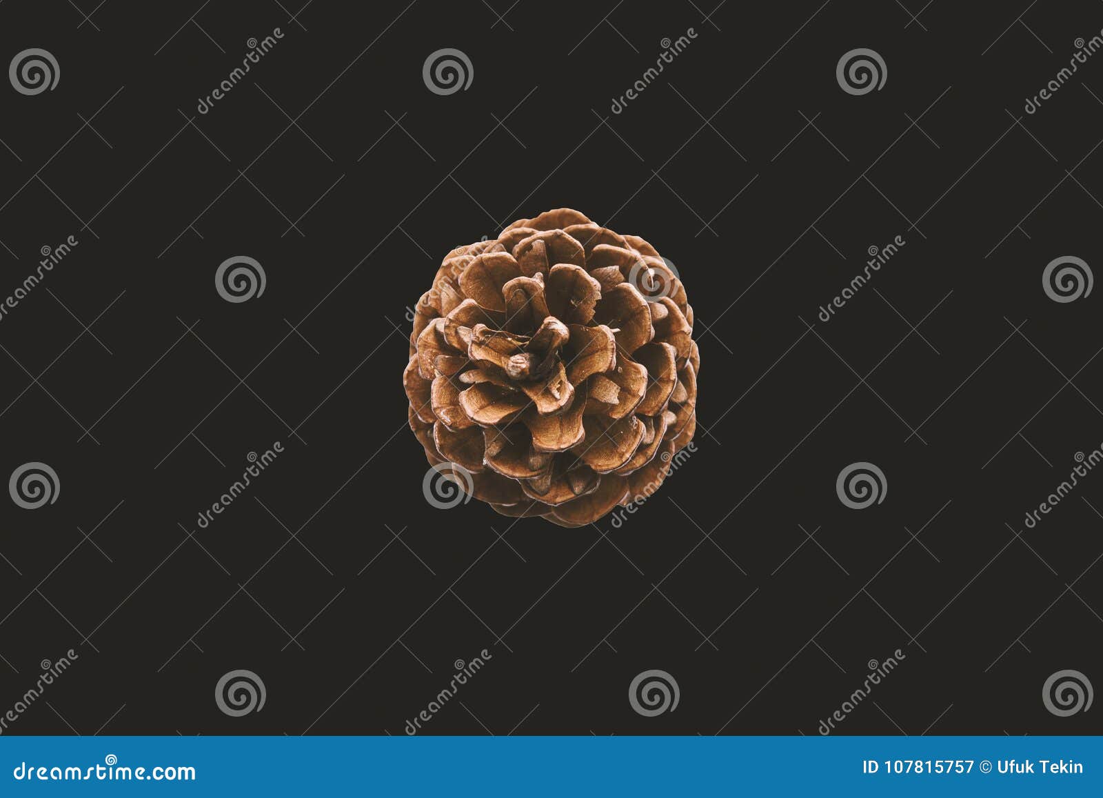 Pine Cone Top View, Isolated Stock Image - Image of xmas, beautiful ...