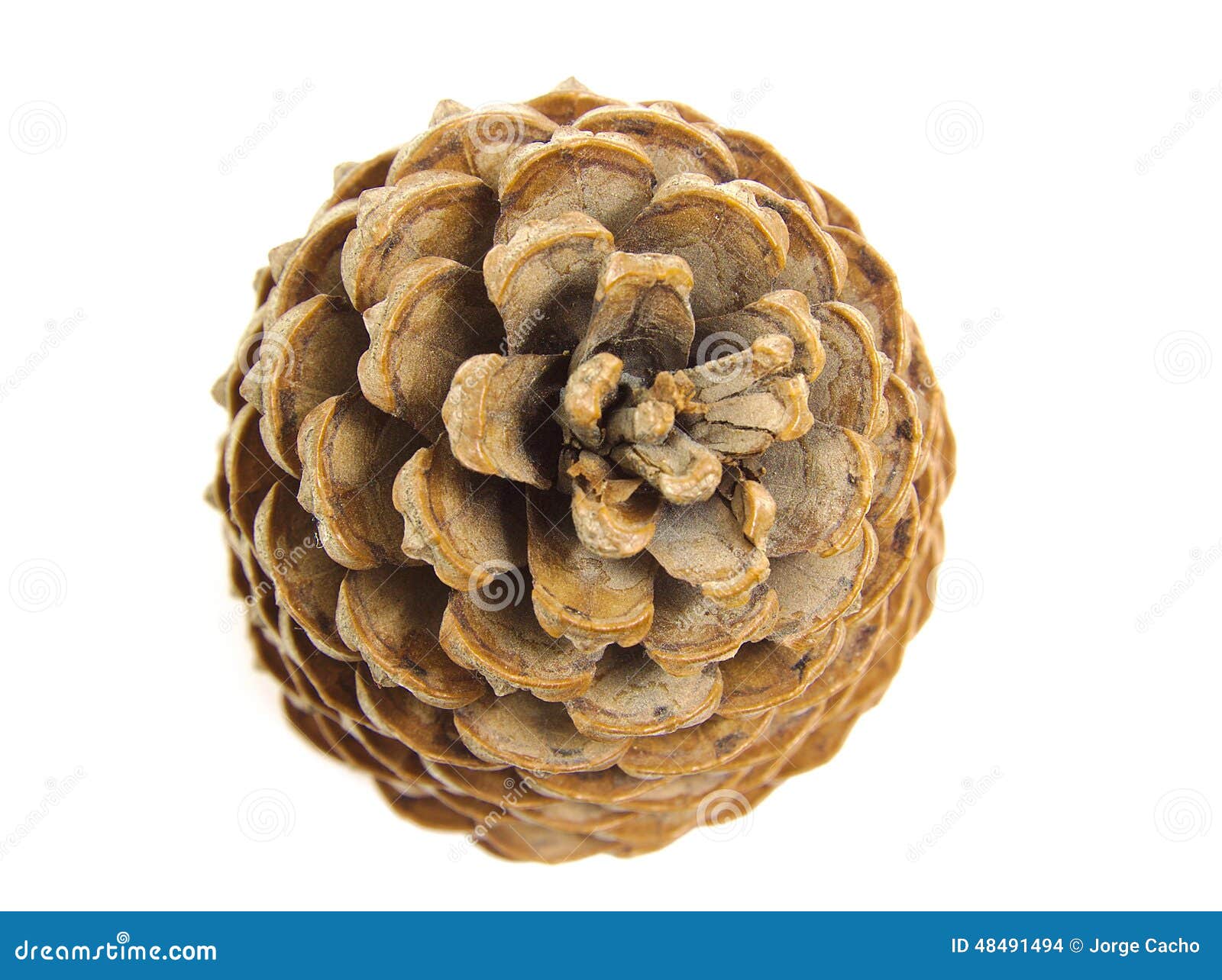 Pine Cone Top View Isolated on White Stock Photo - Image of abstract ...