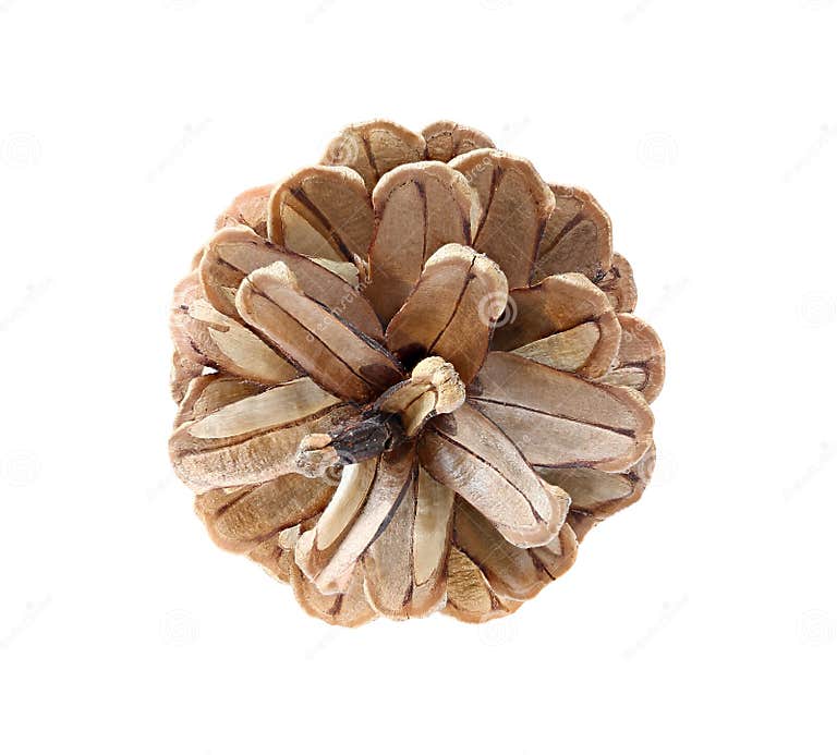 Pine Cone Top View Isolated on White Background with Clipping Path ...