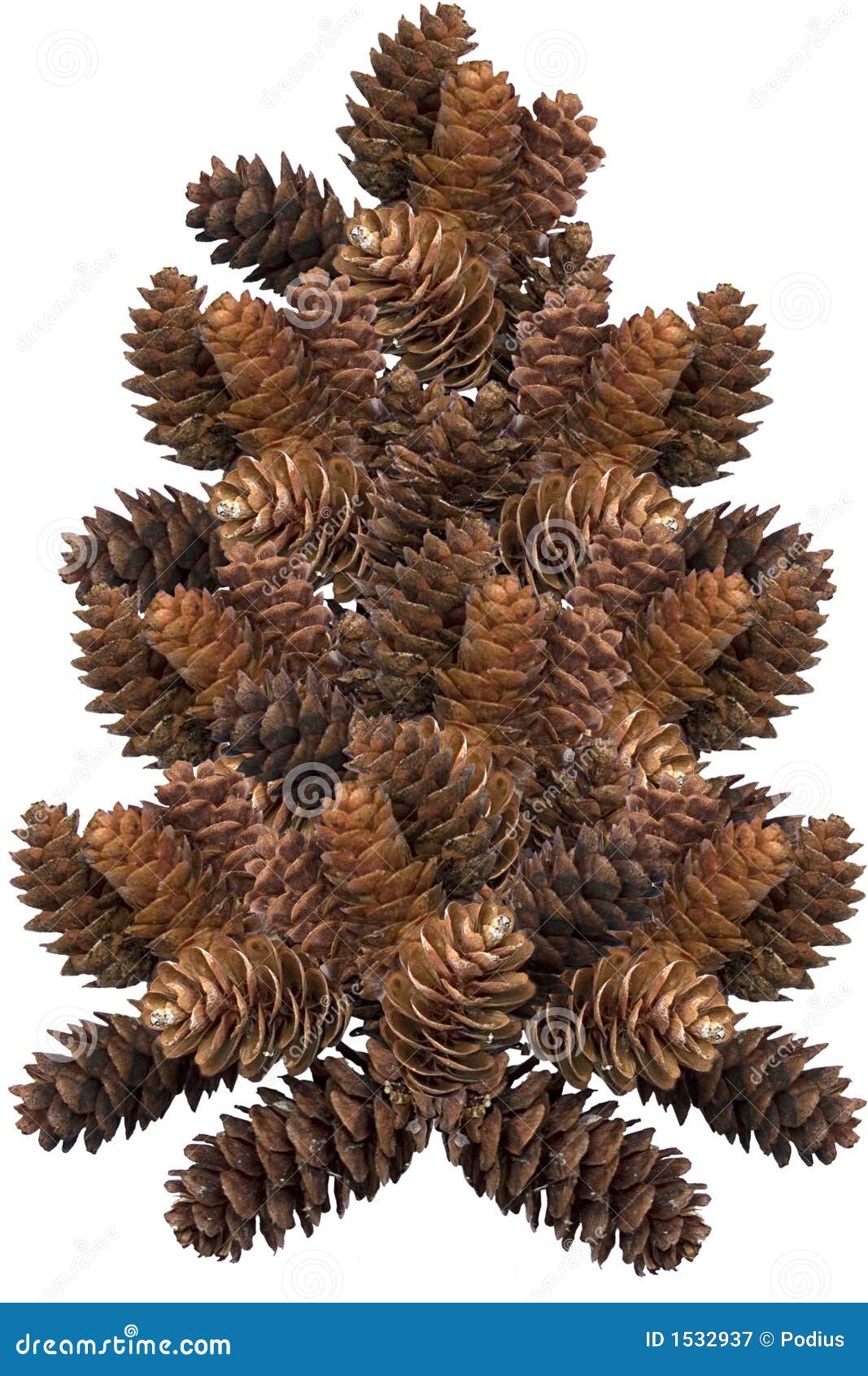 Pine cone Tree stock image. Image of tree, cone, christmas - 1532937