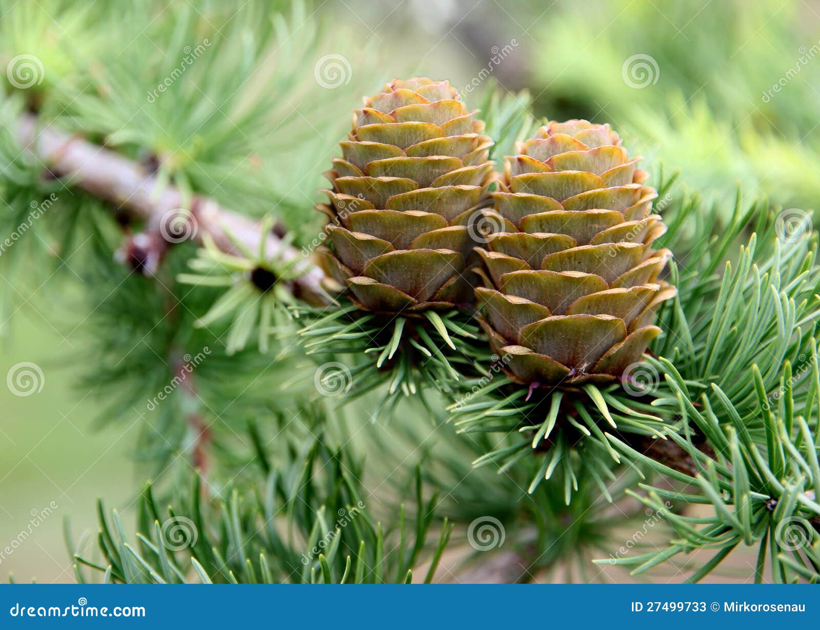 Pine cone tree stock image. Image of tree, high, resolution - 27499733