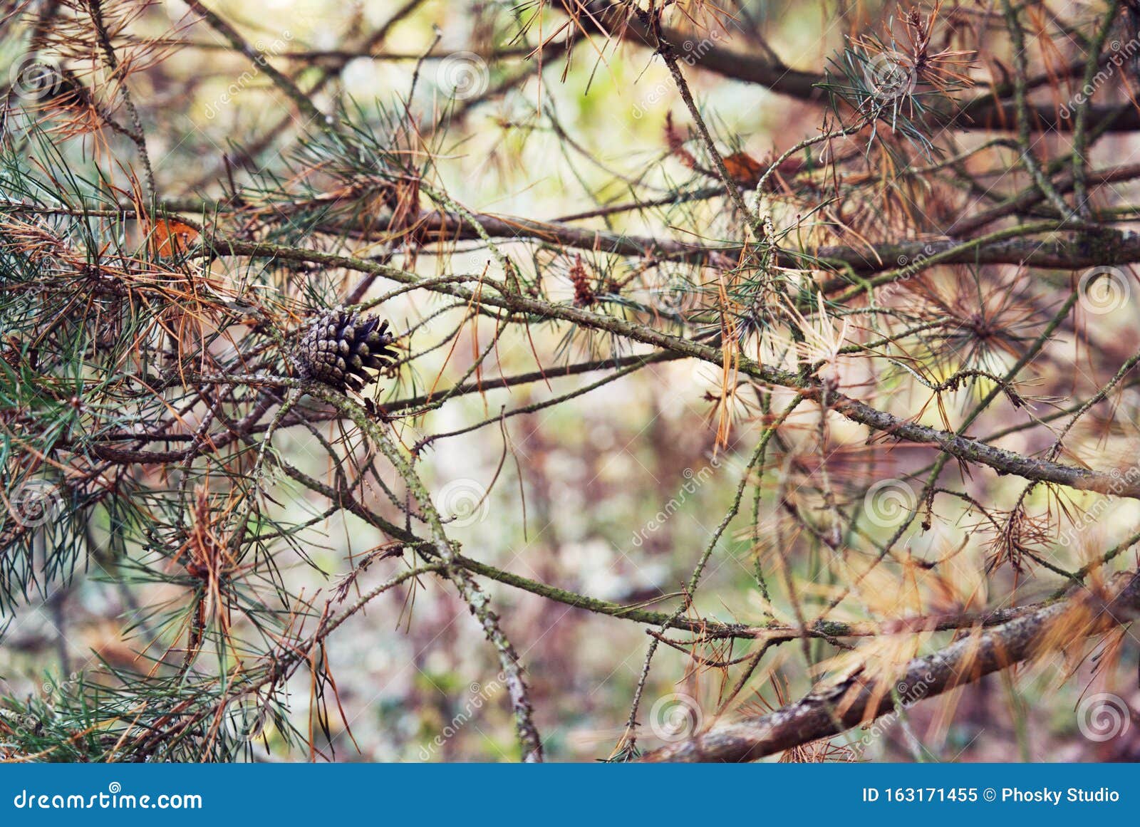 Pine Cone on the Tree - Autumn Stock Image - Image of forest, close ...