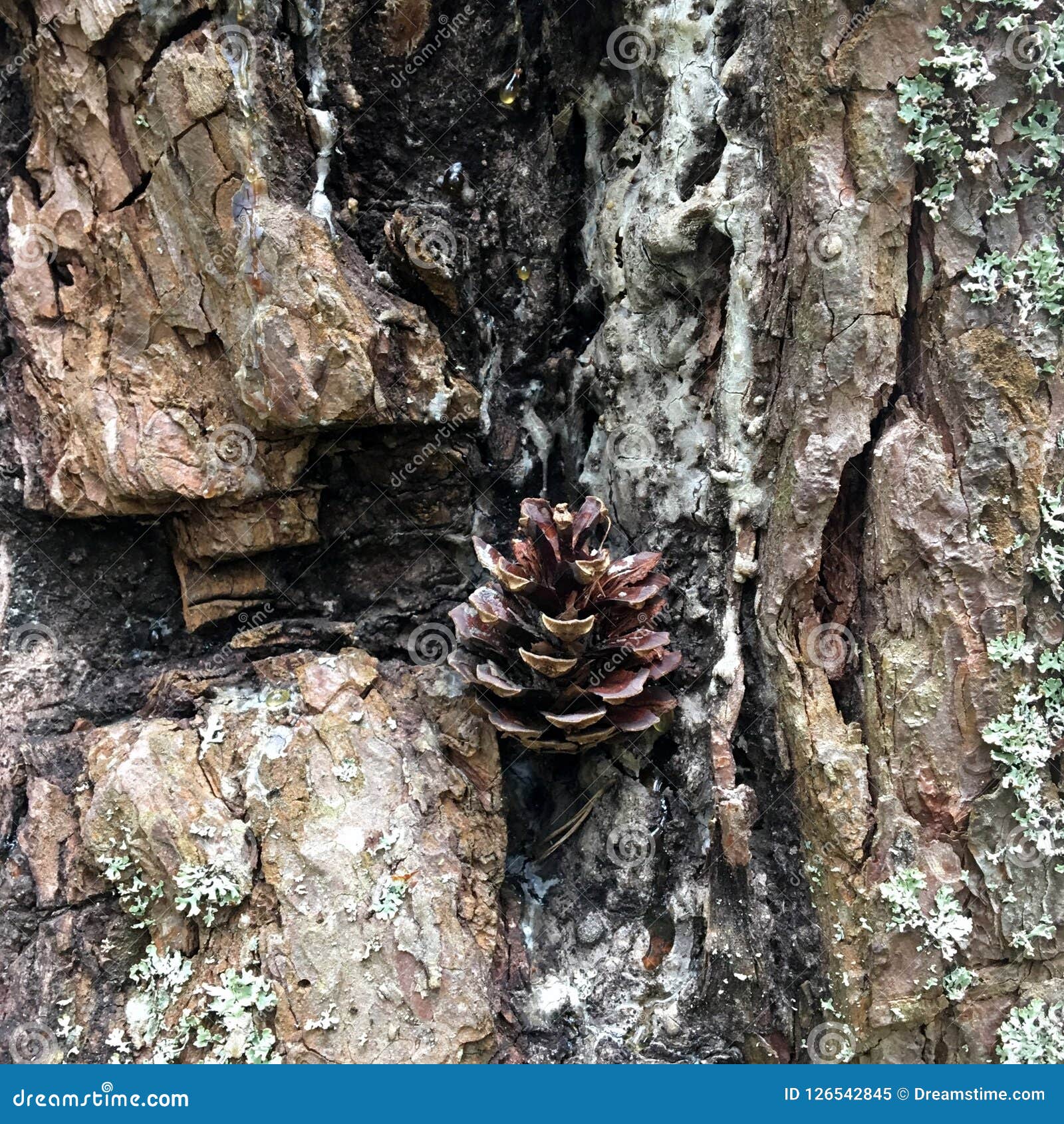 Pine Cone on the Tree Bark. Stock Image - Image of beautiful, road ...