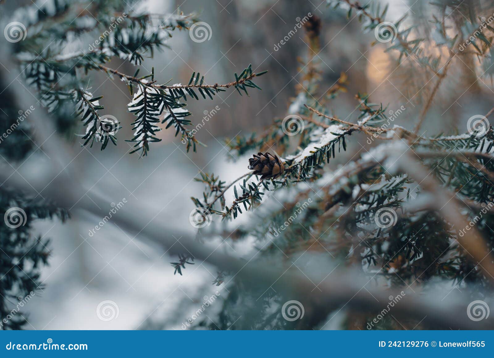 Pine Cone on Tree Branch with Snow Close-up Stock Photo - Image of ...