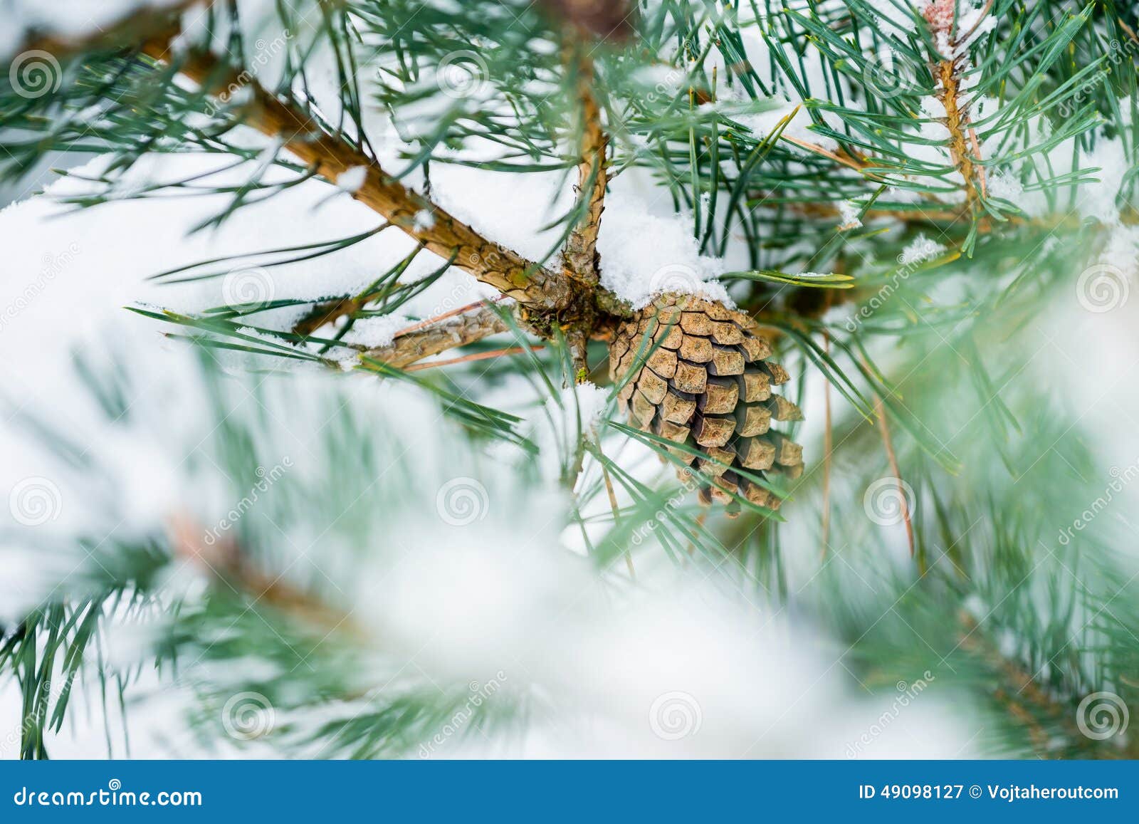 Pine Cone on the Tree Covered with Fresh Snow Stock Image - Image of ...