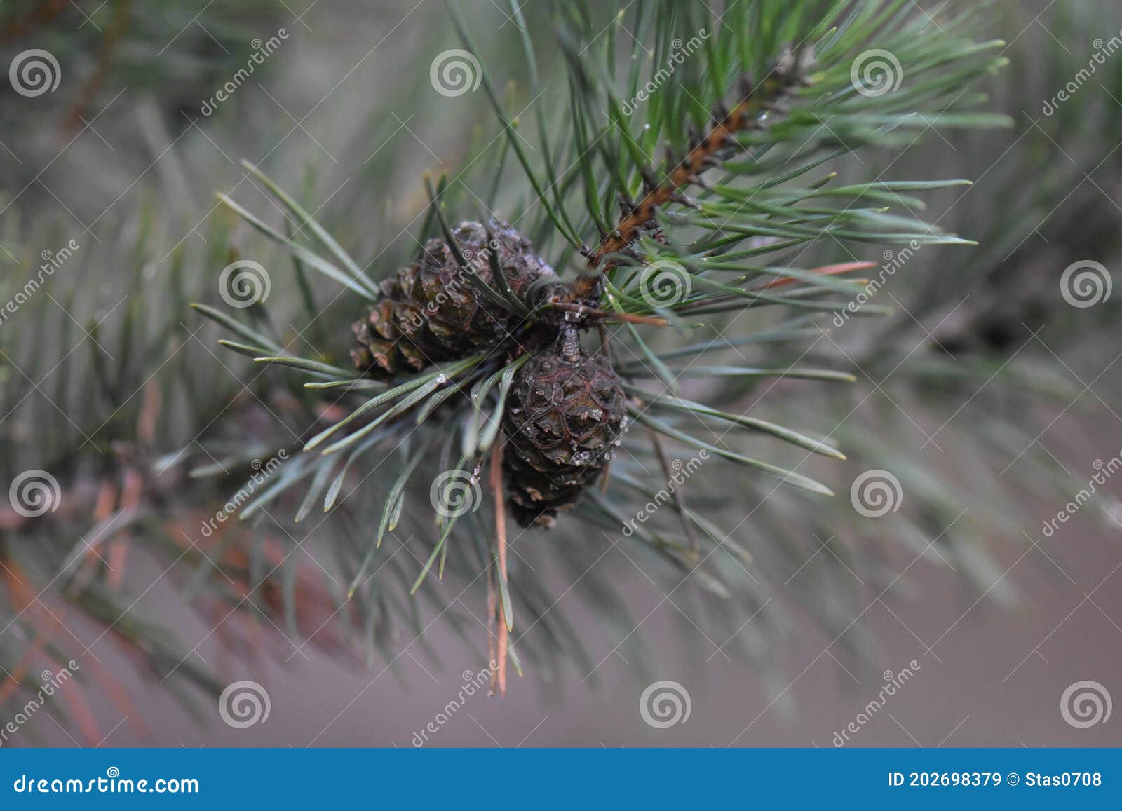 Pine Cone on the Tree in the Pine Tree Forest in Autum Stock Image ...