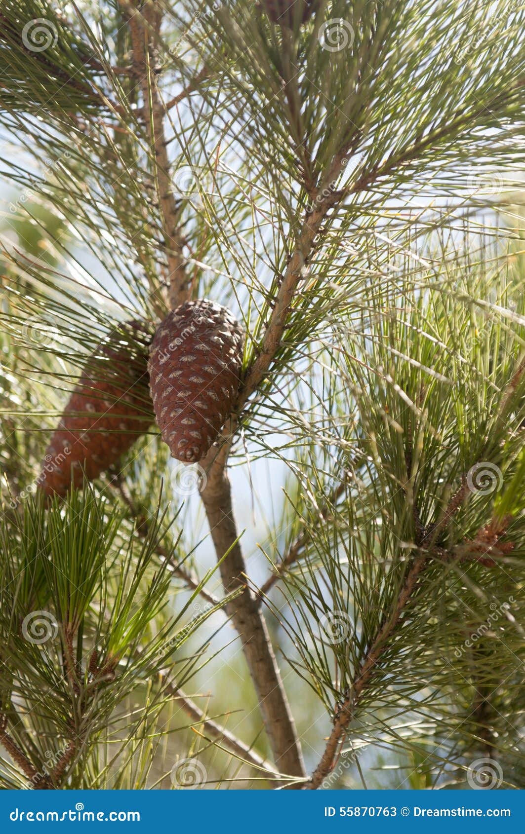 Pine Cone on Tree stock image. Image of tree, spikey - 55870763