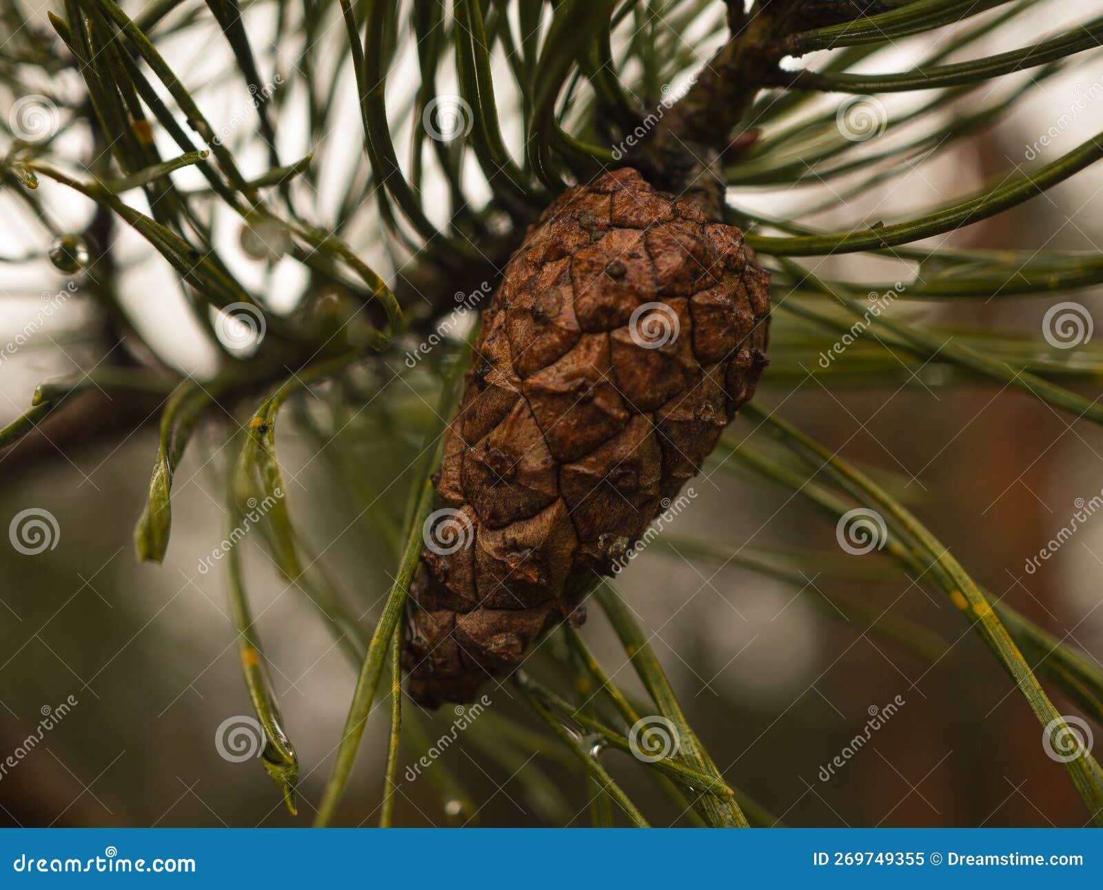 Pine Cone at the Tree Macro Close Up Stock Image - Image of plant ...