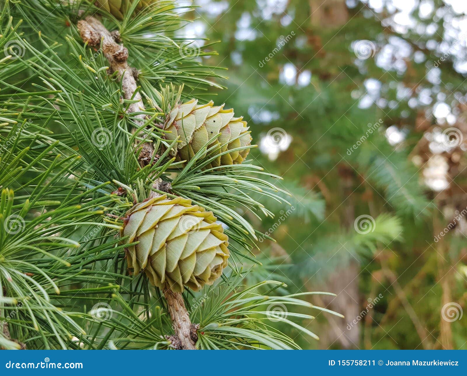 Pine cone on tree stock image. Image of wood, trees - 155758211