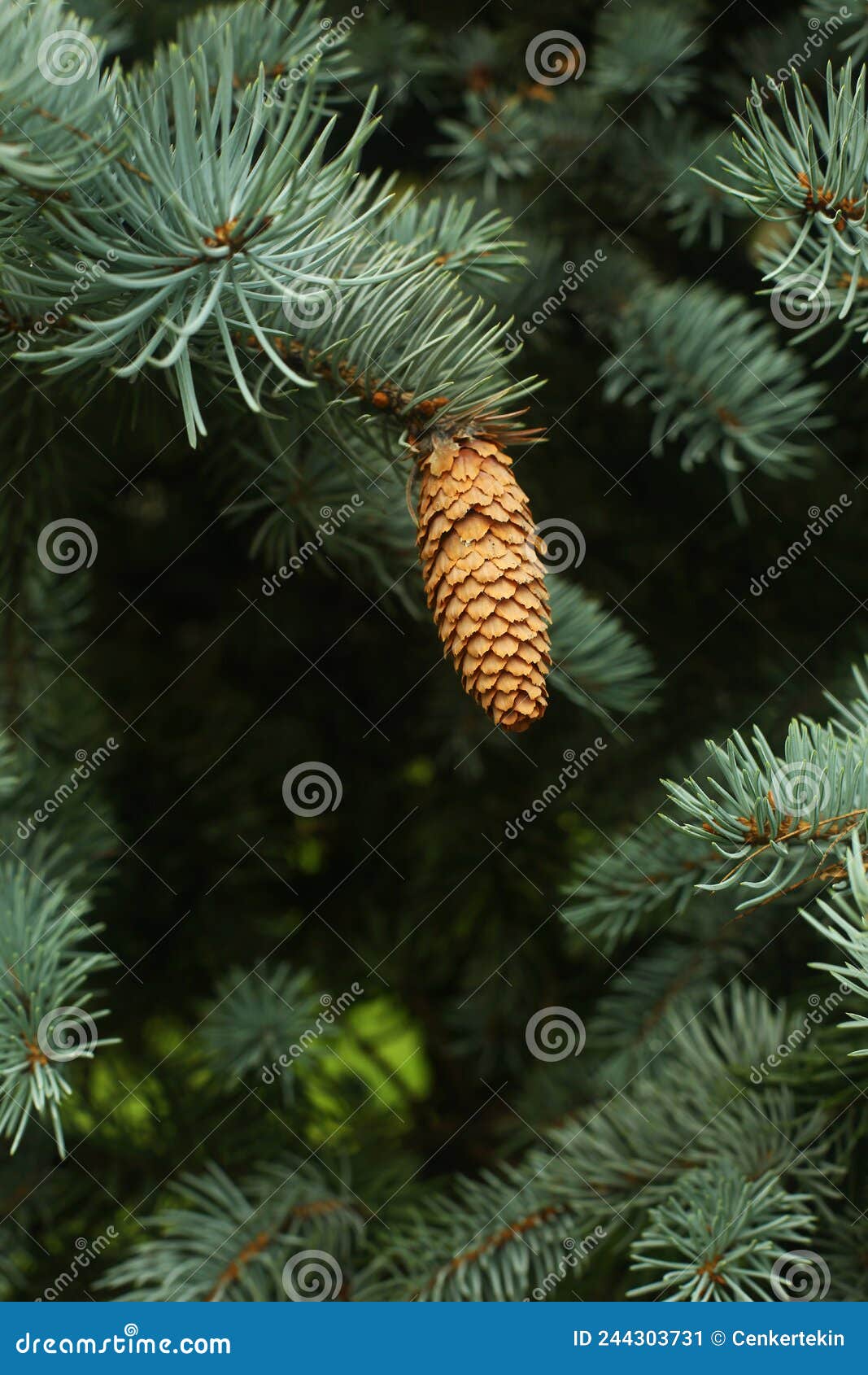 Pine cone on the tree stock image. Image of beauty, color - 244303731