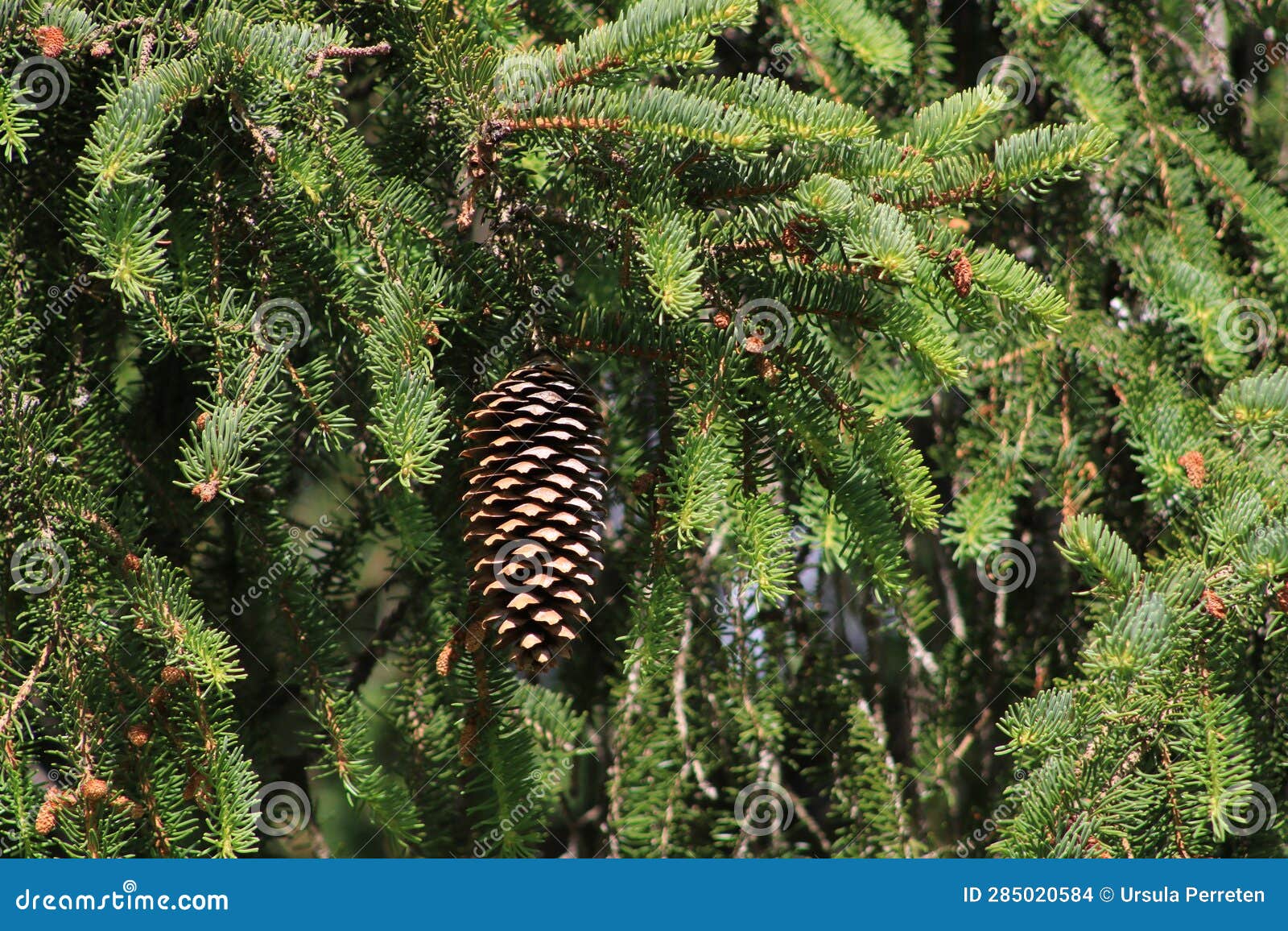 Pine cone of a tree stock photo. Image of spruce, plants - 285020584