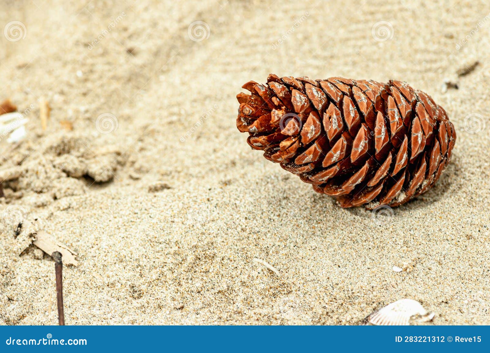 Pine Cone, Washed Up on To a Sandy Beach, on Florida Shore Stock Photo ...